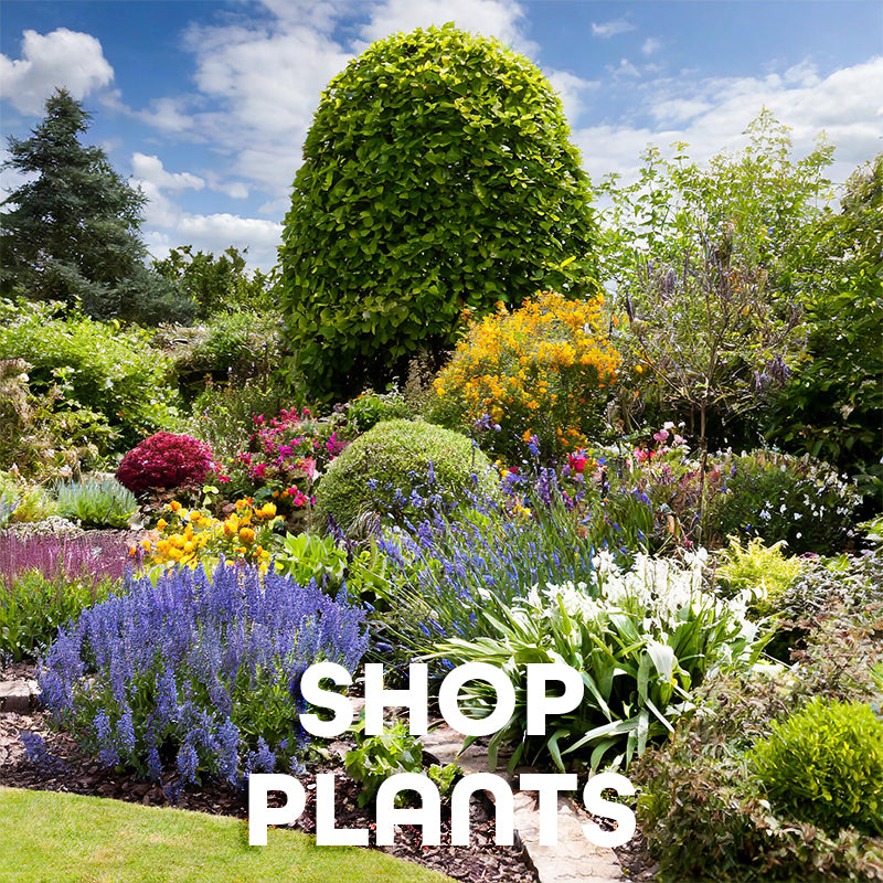 Plants | GardenTap
