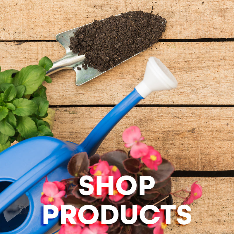 Pyramid Cedar – GardenTap