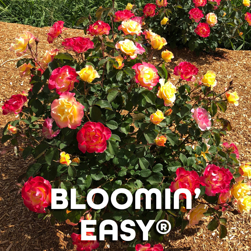 Bloomin' Easy | GardenTap