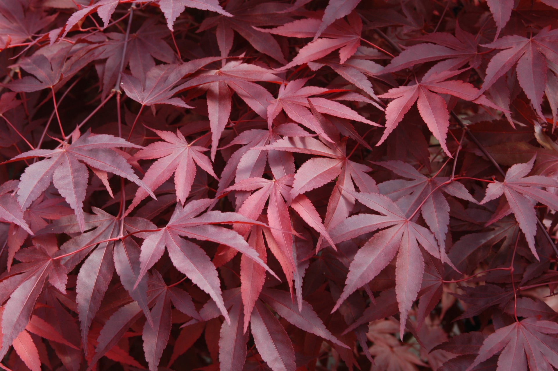 Fireglow Japanese Maple – GardenTap