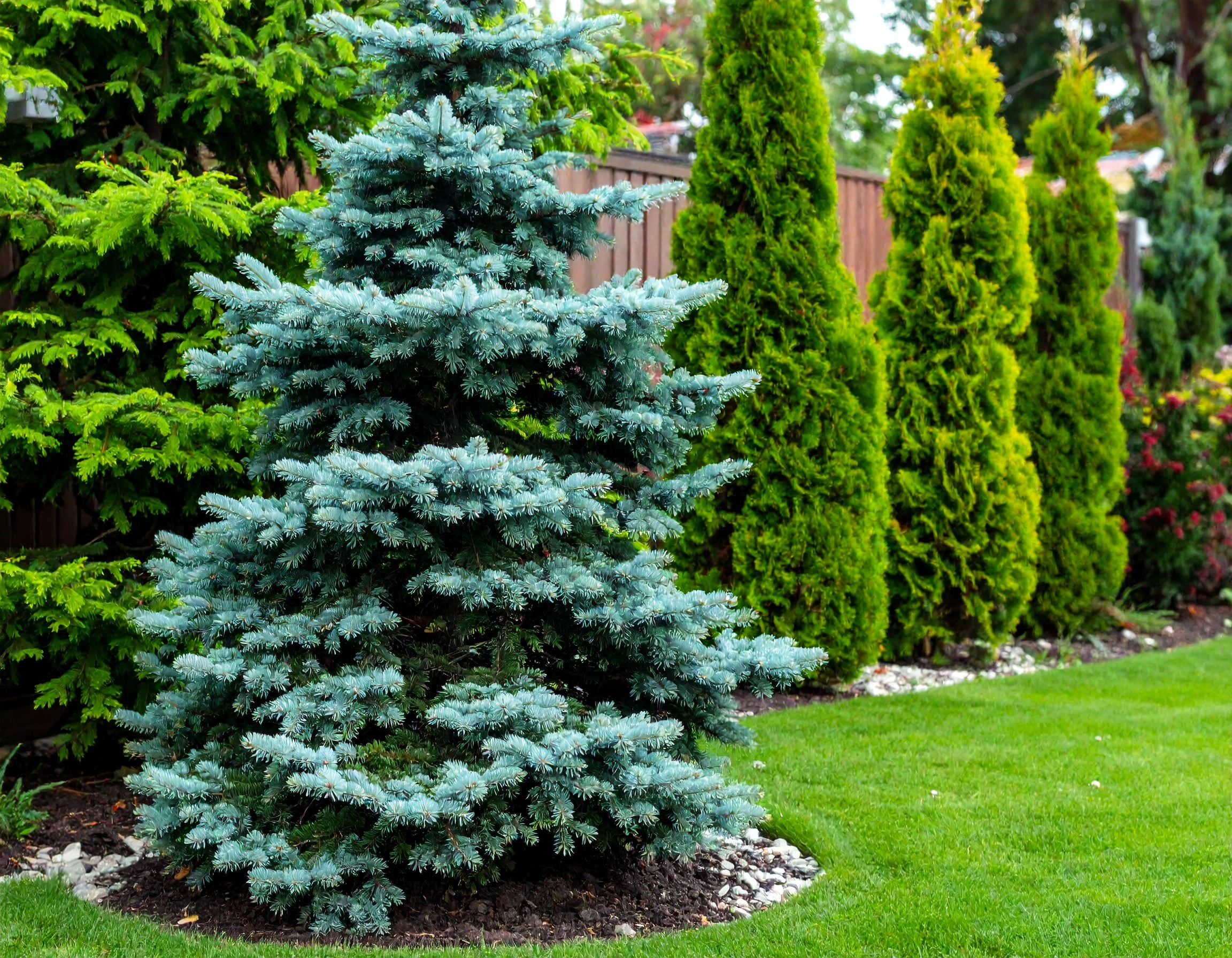 Columnar White Fir – GardenTap