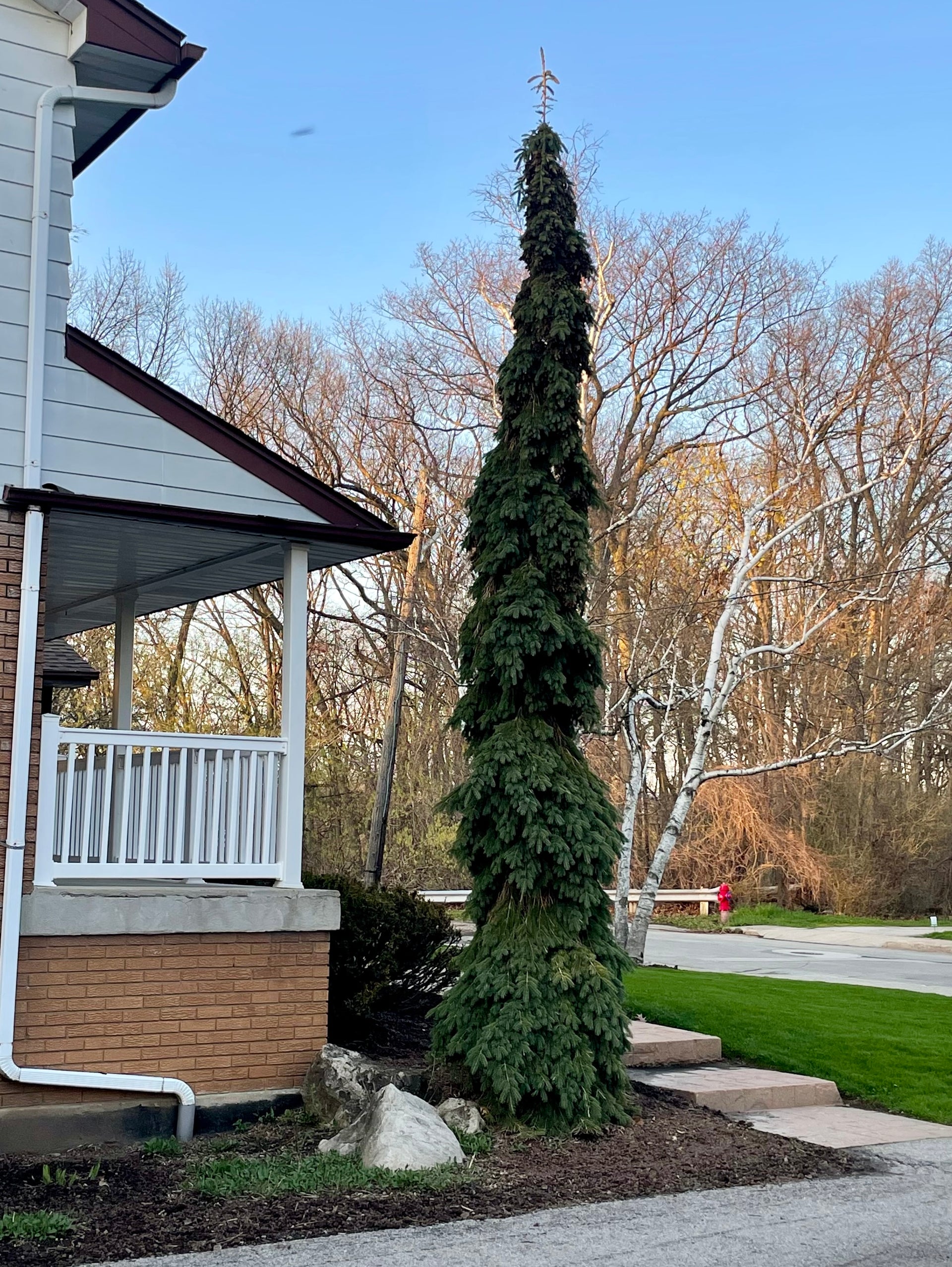 Weeping White Spruce – GardenTap