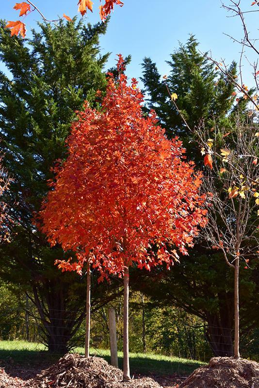 Flashfire® Sugar Maple – GardenTap