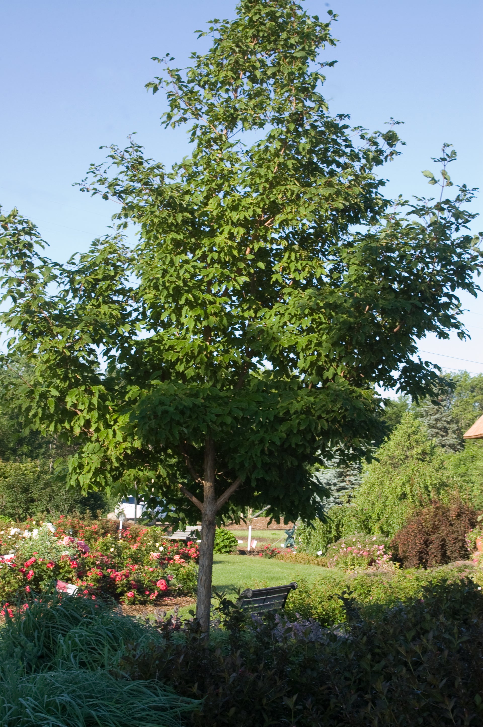 Three-flower Maple – GardenTap