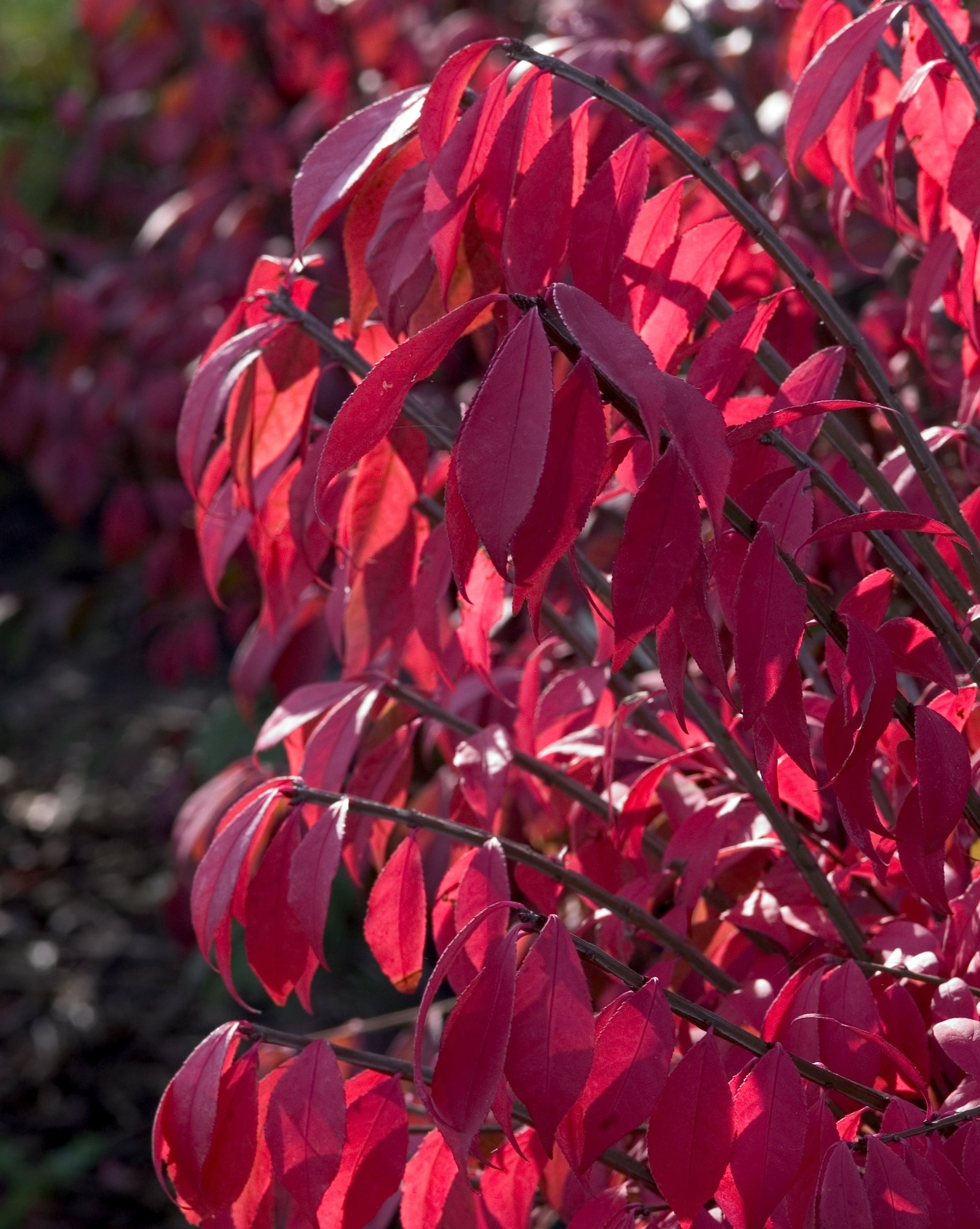 Dwarf Burning Bush – GardenTap