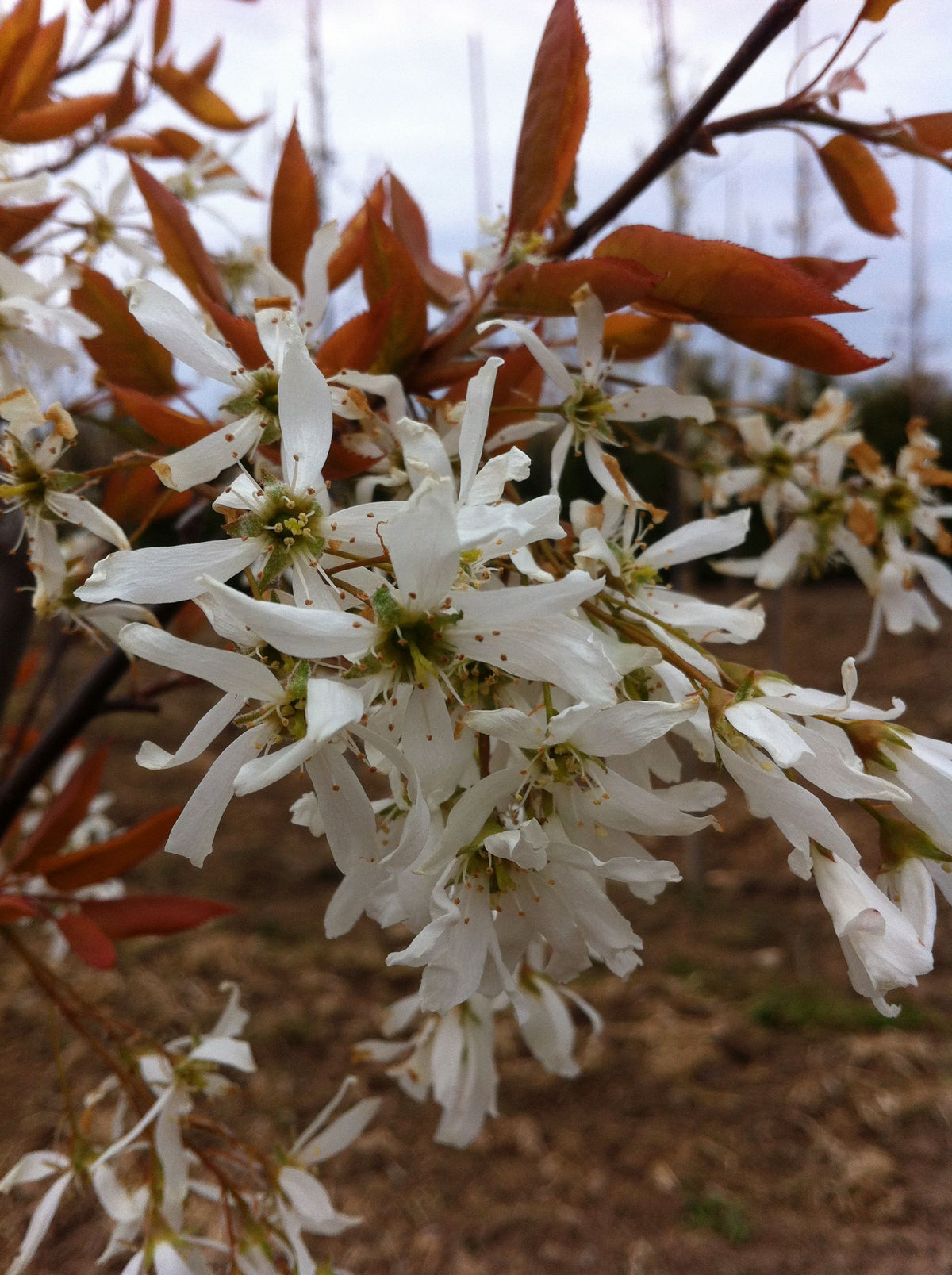 Spring Flurry® Serviceberry – GardenTap