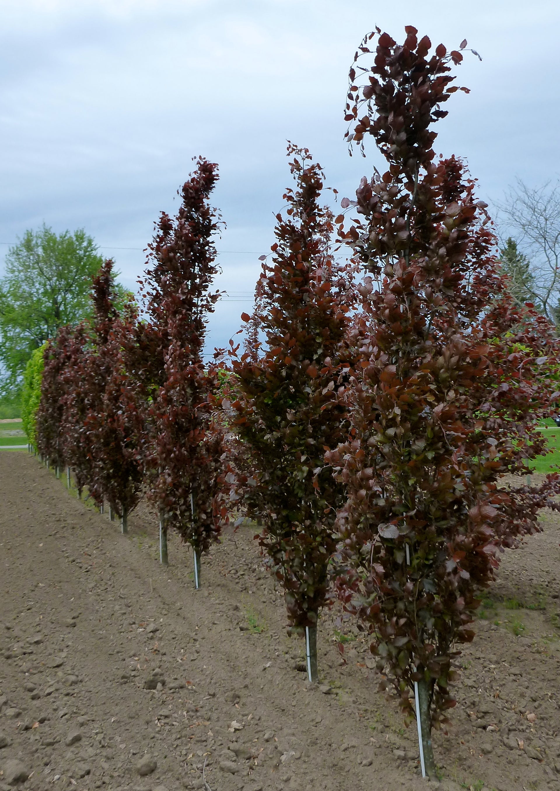 Dawyck Purple Beech – GardenTap