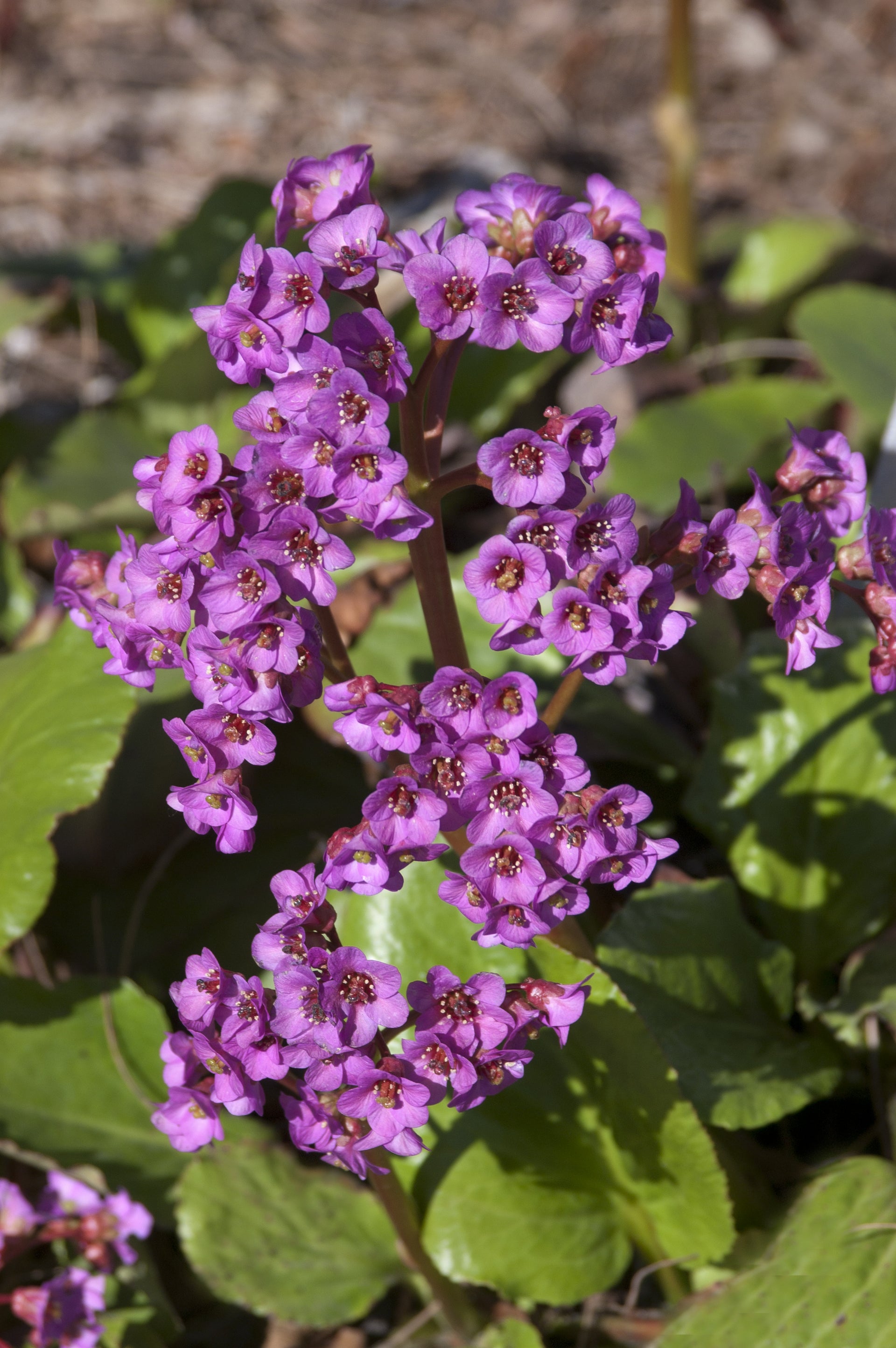 Shade Garden Seeds 100 Bergenia Heartleaf Pigsqueak Seeds - Cordifolia ...