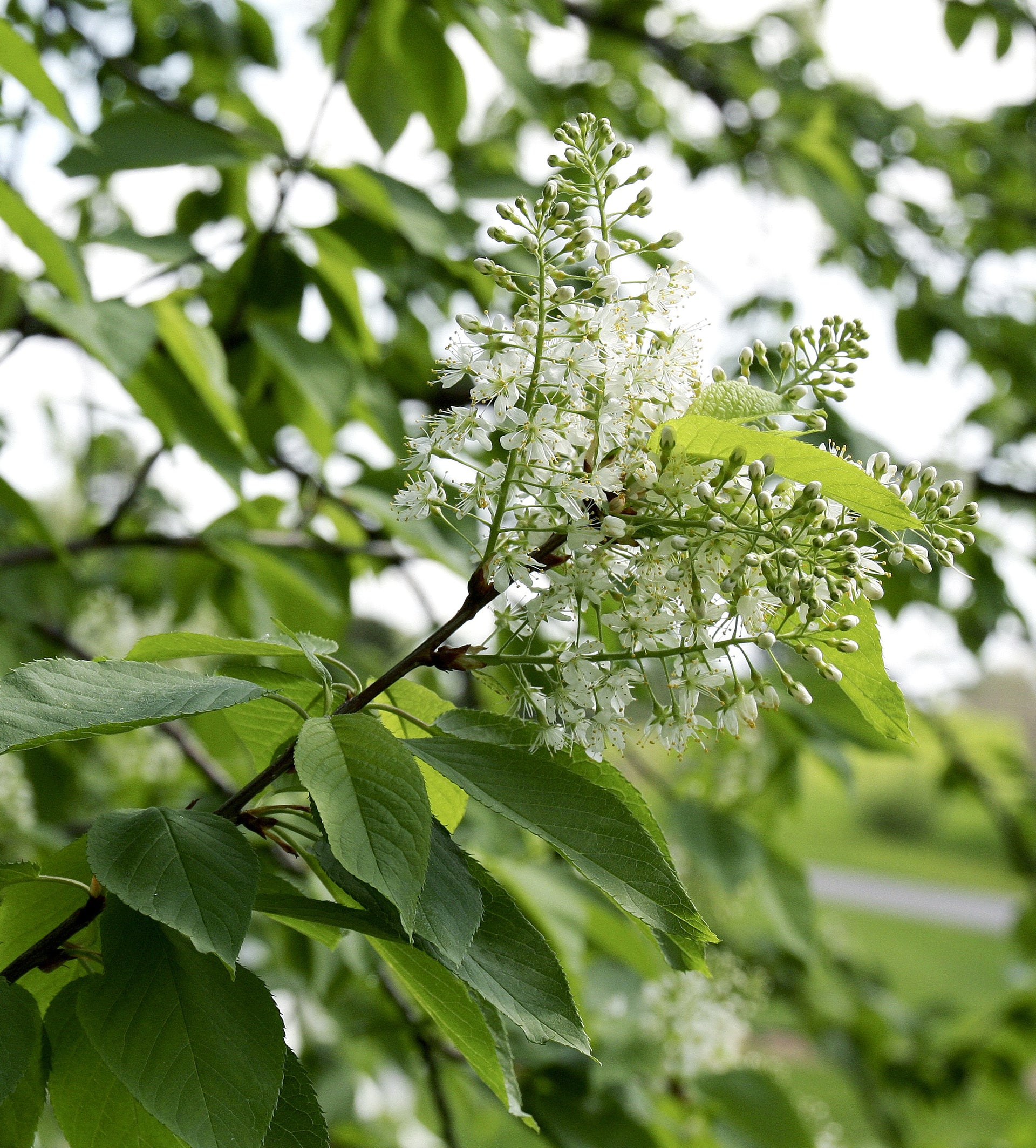 Common Chokecherry – GardenTap