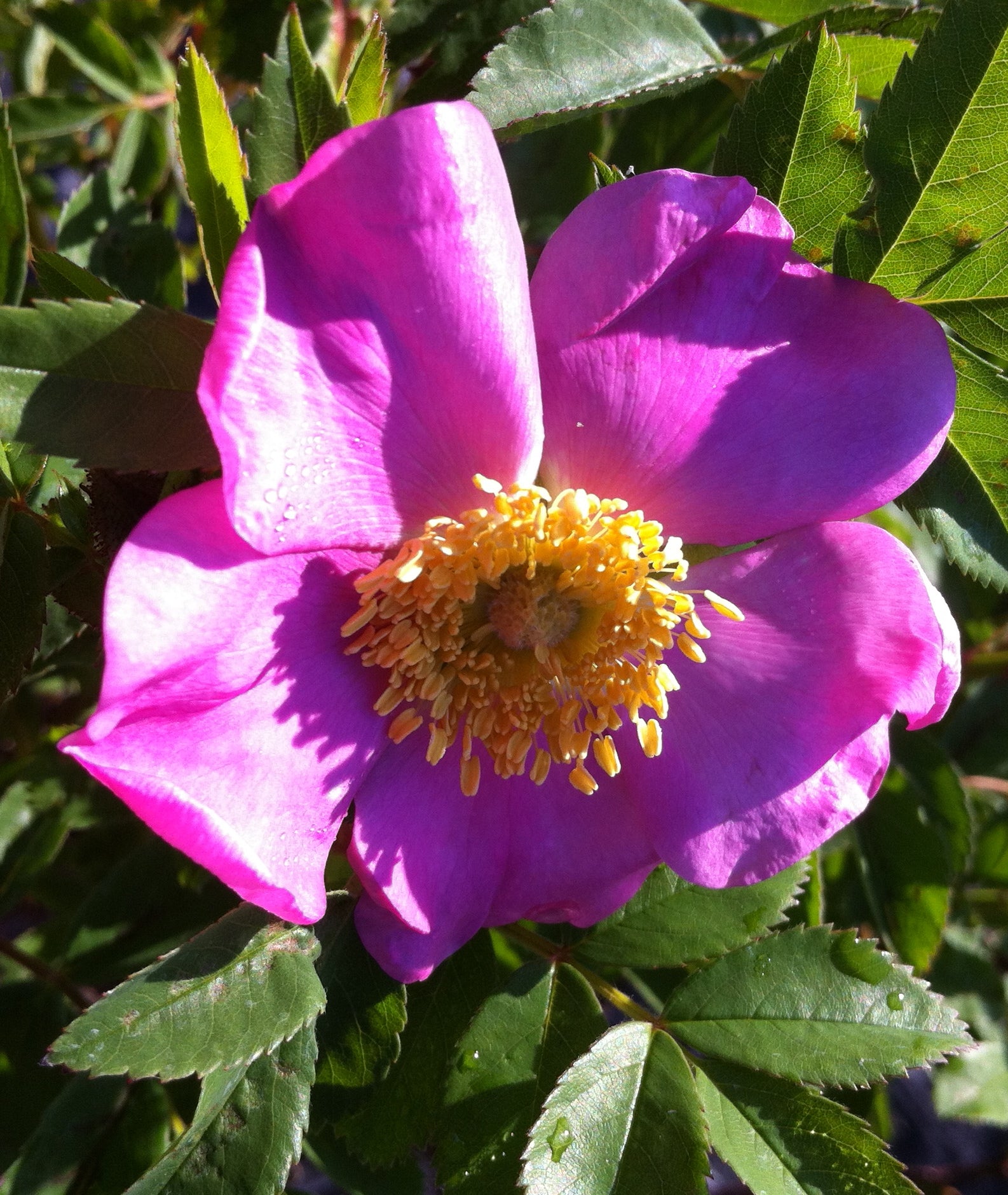 Swamp Rose – GardenTap