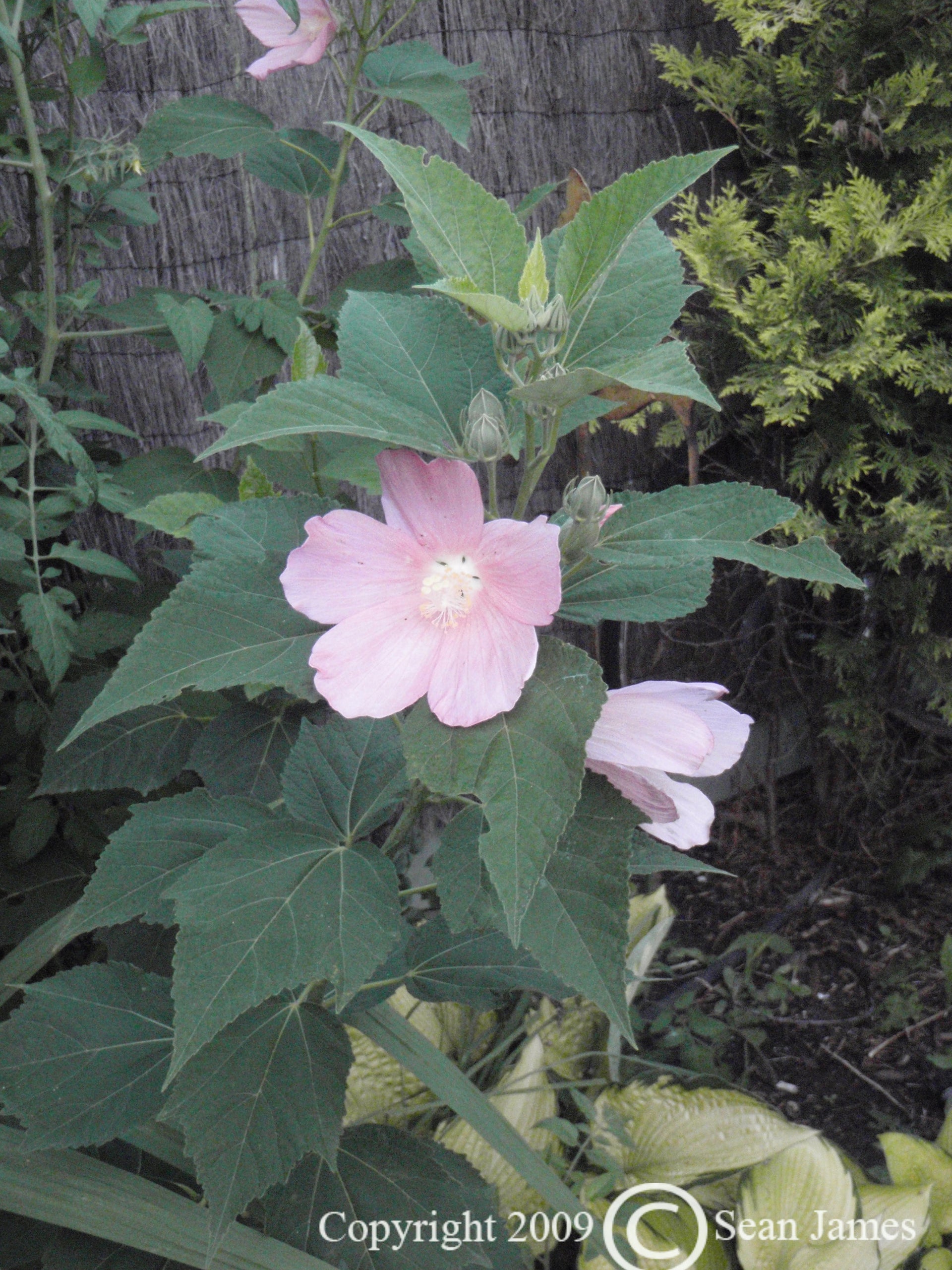 Swamp Rose Mallow – GardenTap