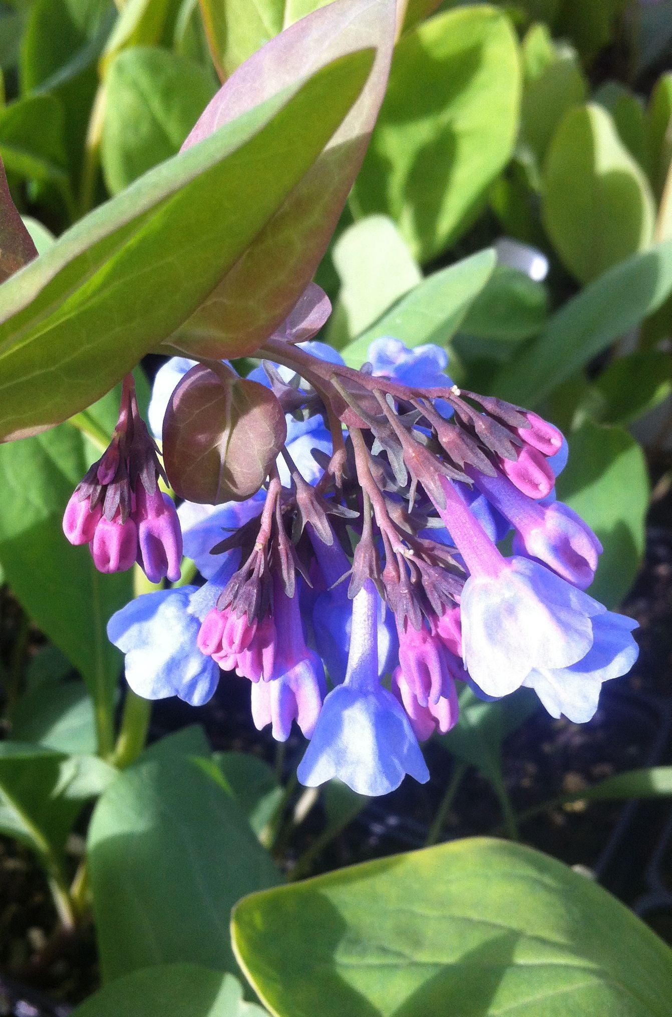 Virginia Bluebells – GardenTap