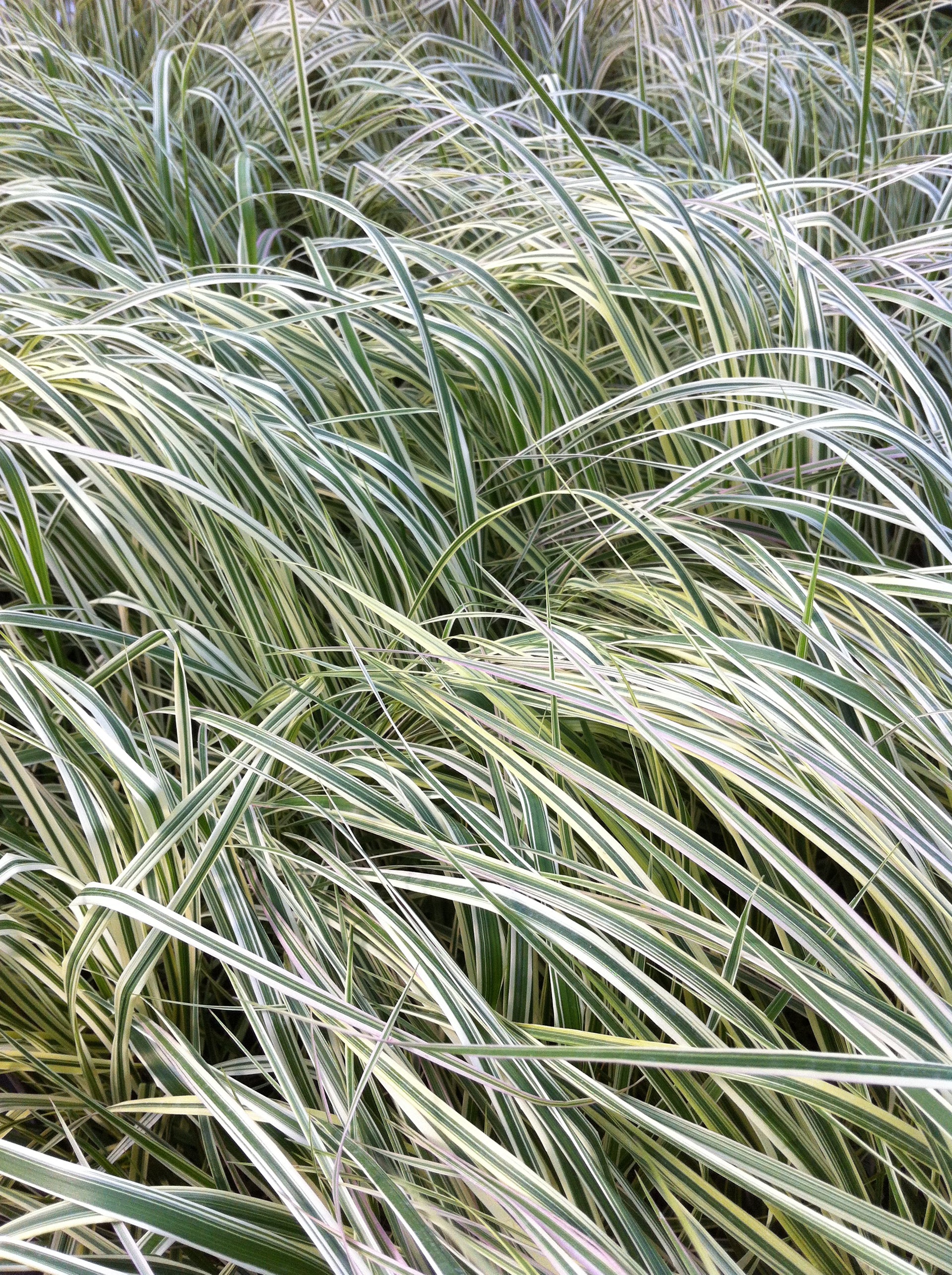 Variegated Feather Reed Grass – GardenTap