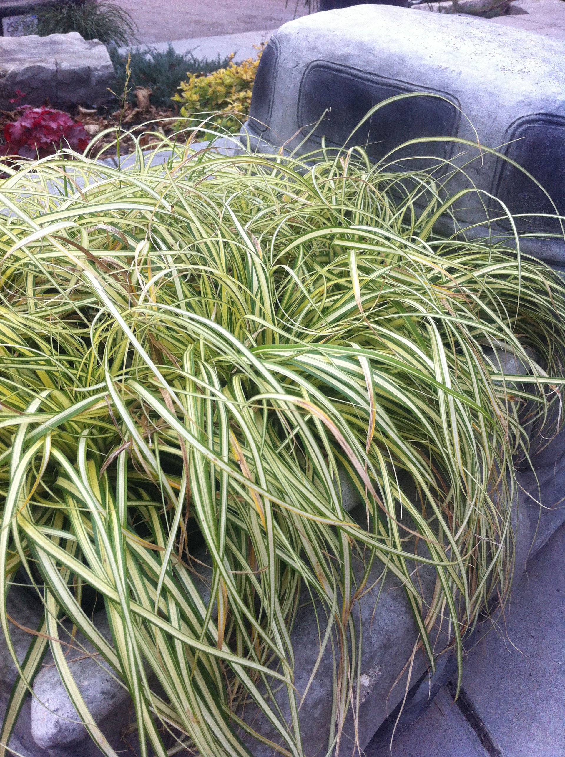 Striped Weeping Sedge – GardenTap
