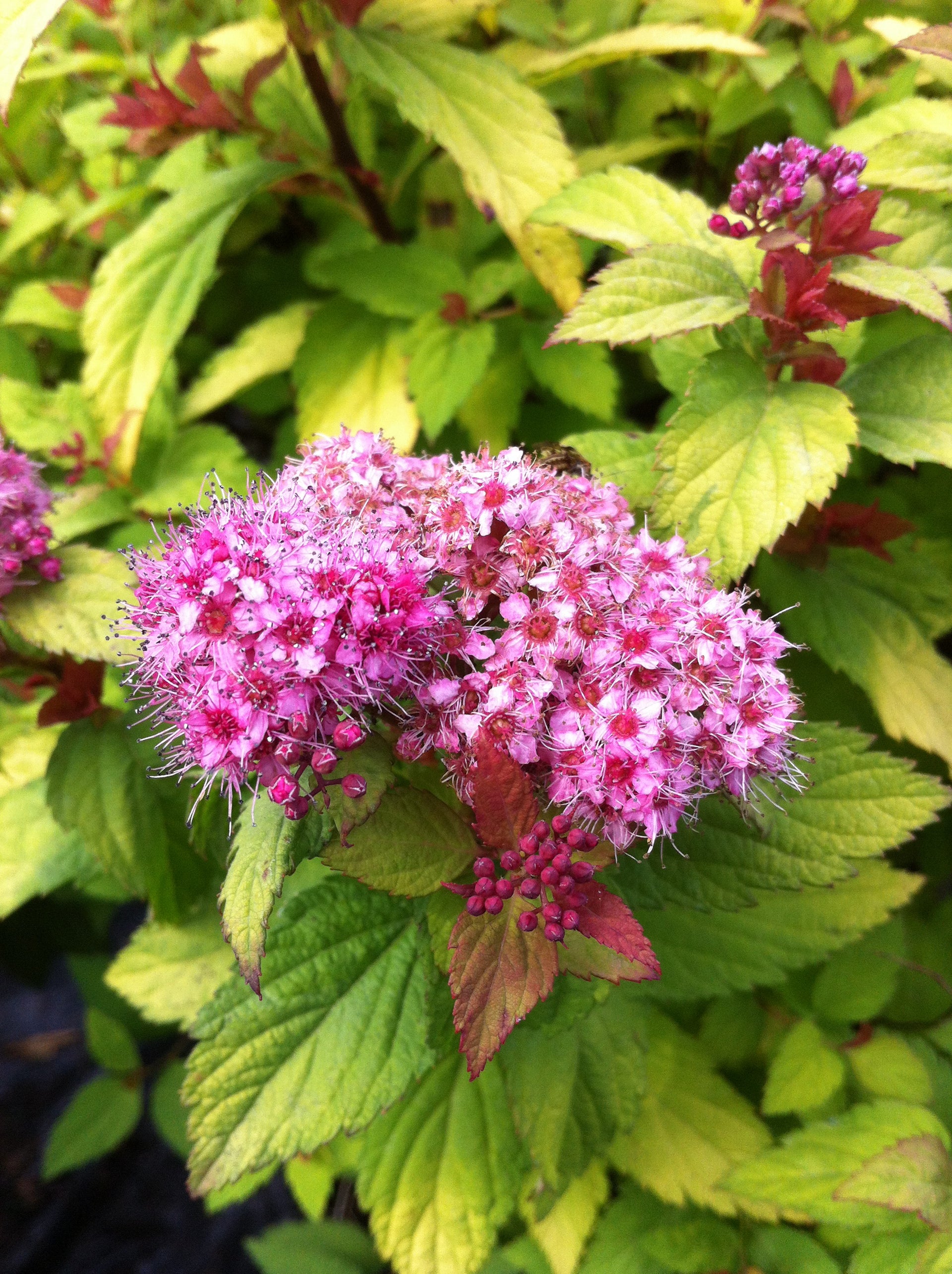 Magic Carpet® Spirea – GardenTap