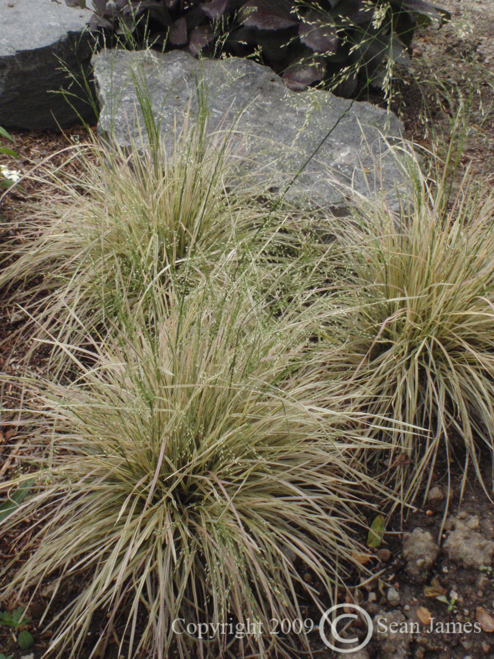 Variegated Tufted Hair Grass – GardenTap