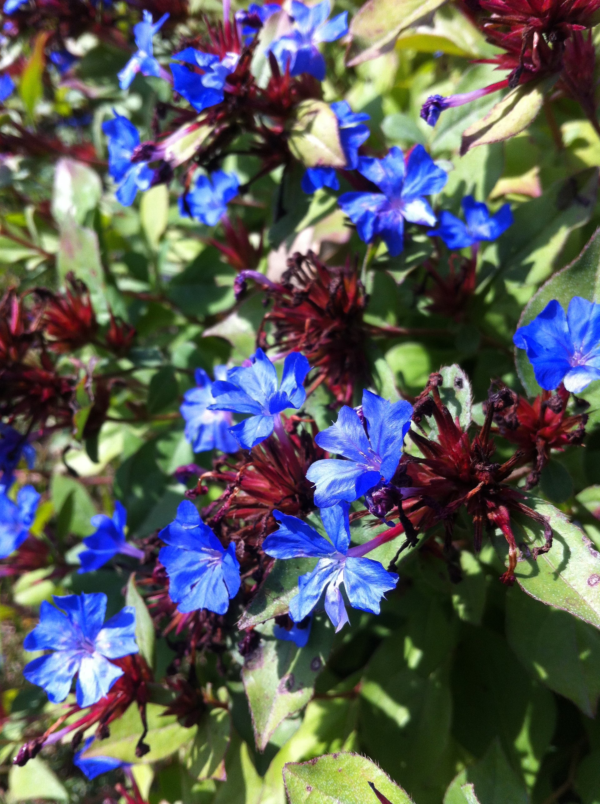 Leadwort – GardenTap