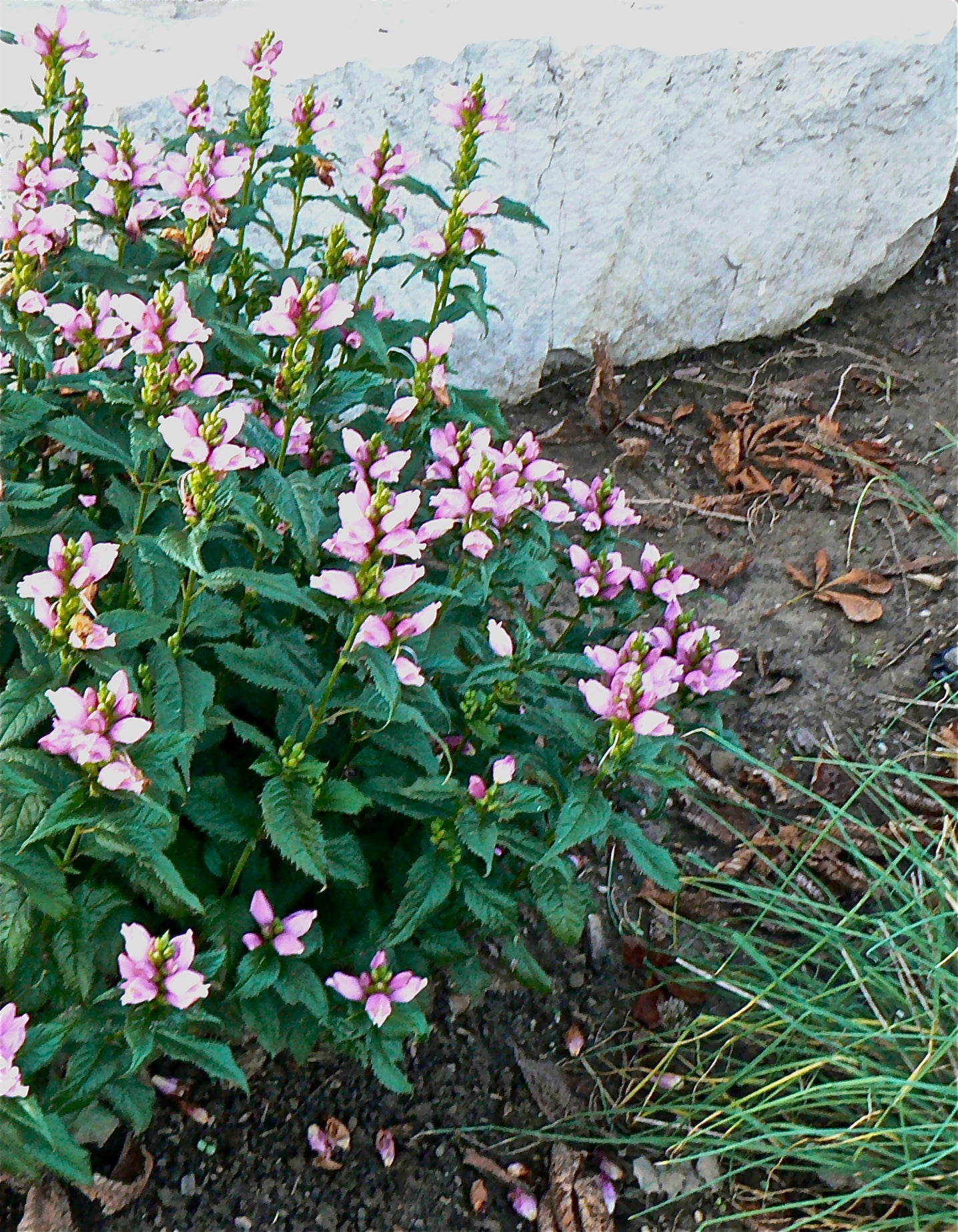 Pink Turtlehead – GardenTap
