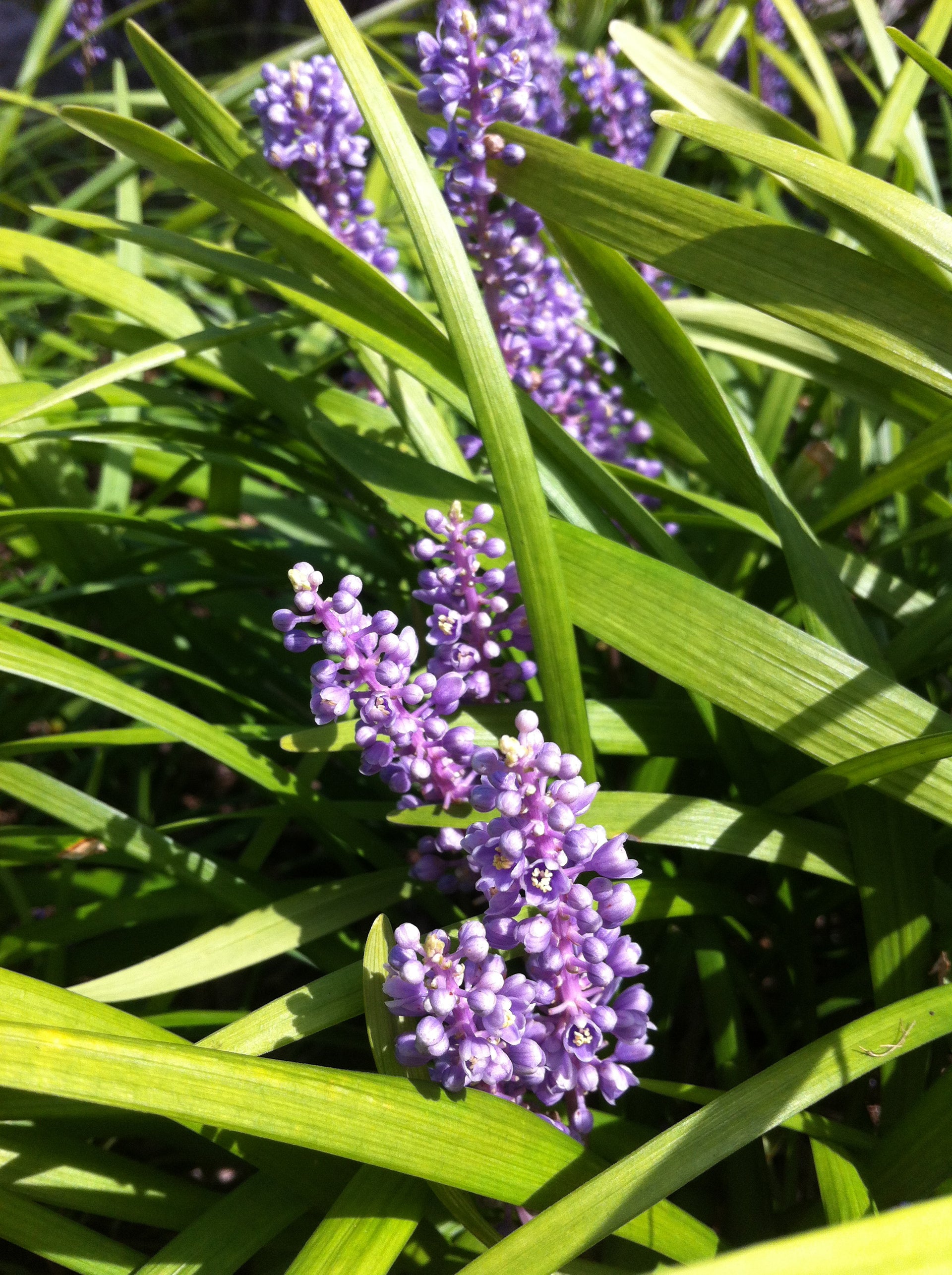 Giant Lily Turf – GardenTap