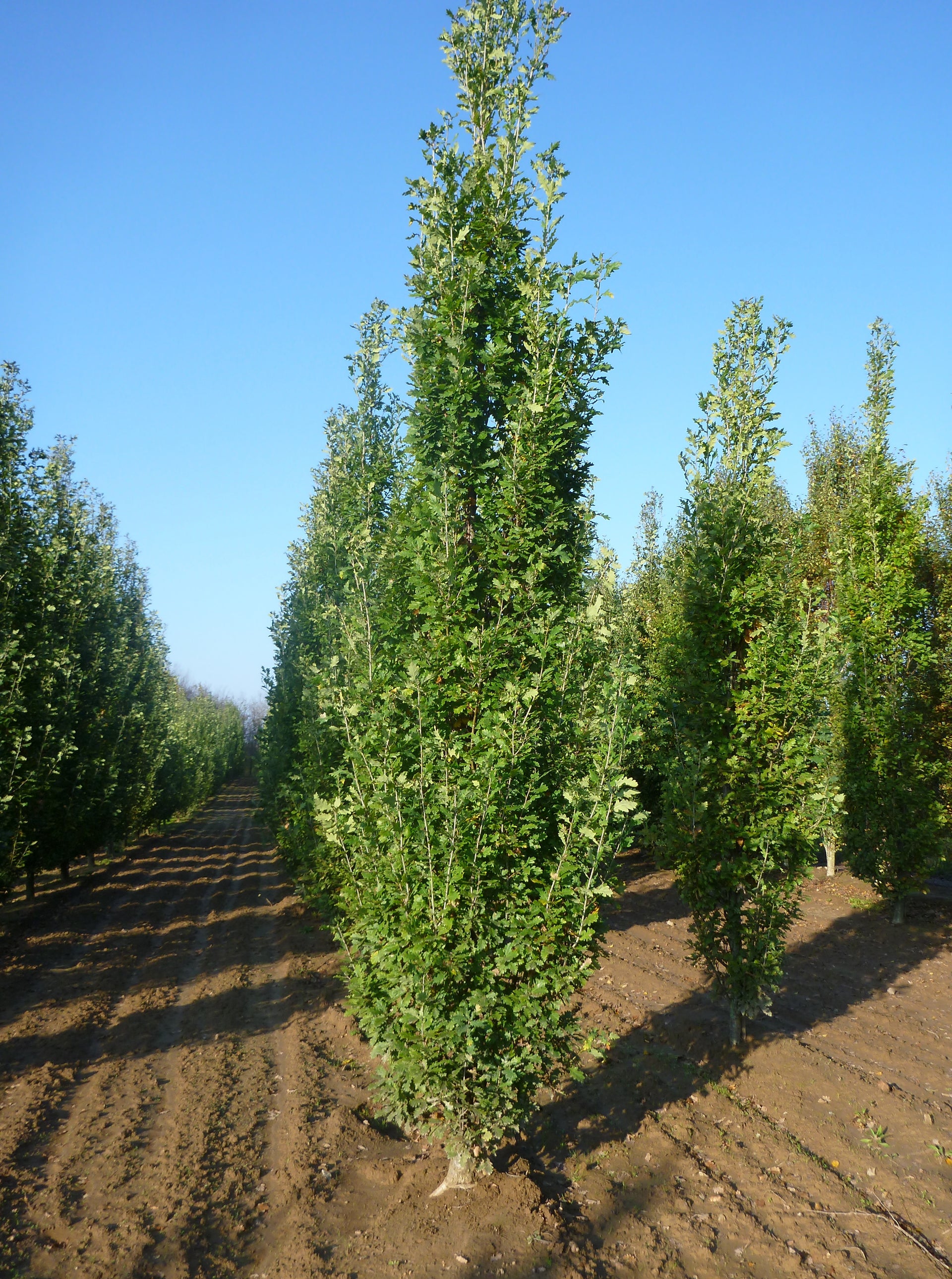 Pyramidal English Oak – GardenTap