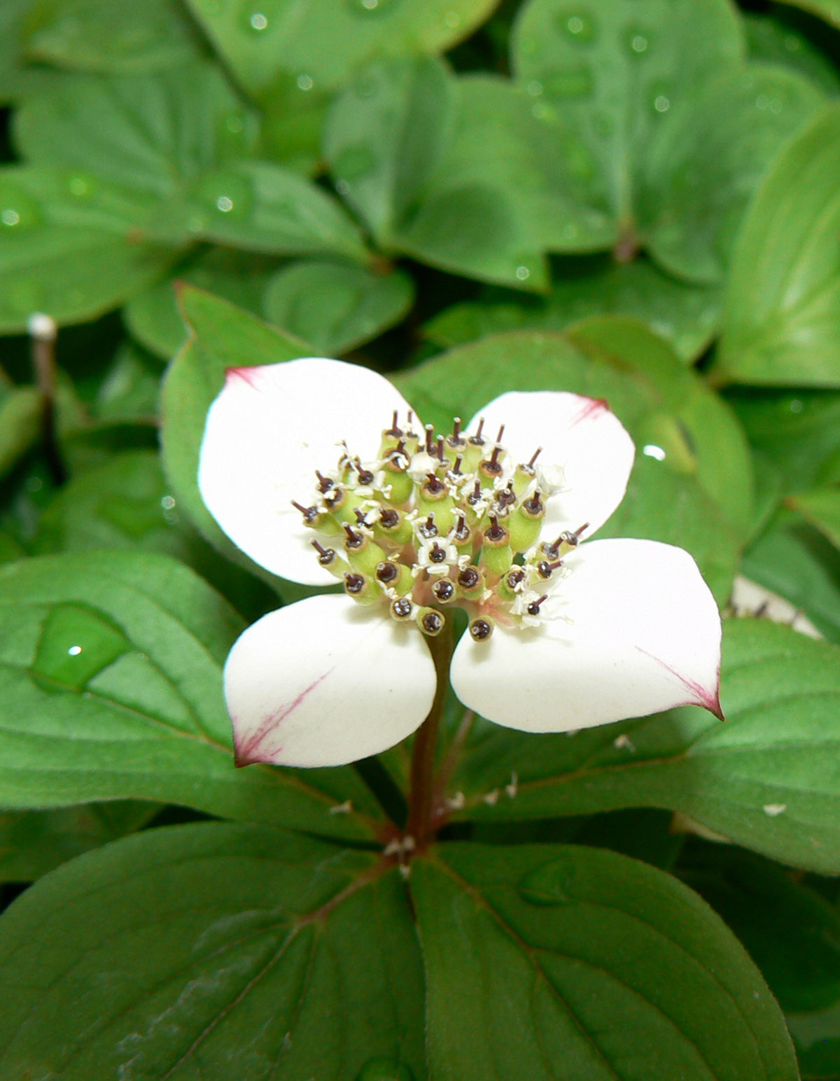 Bunchberry – GardenTap