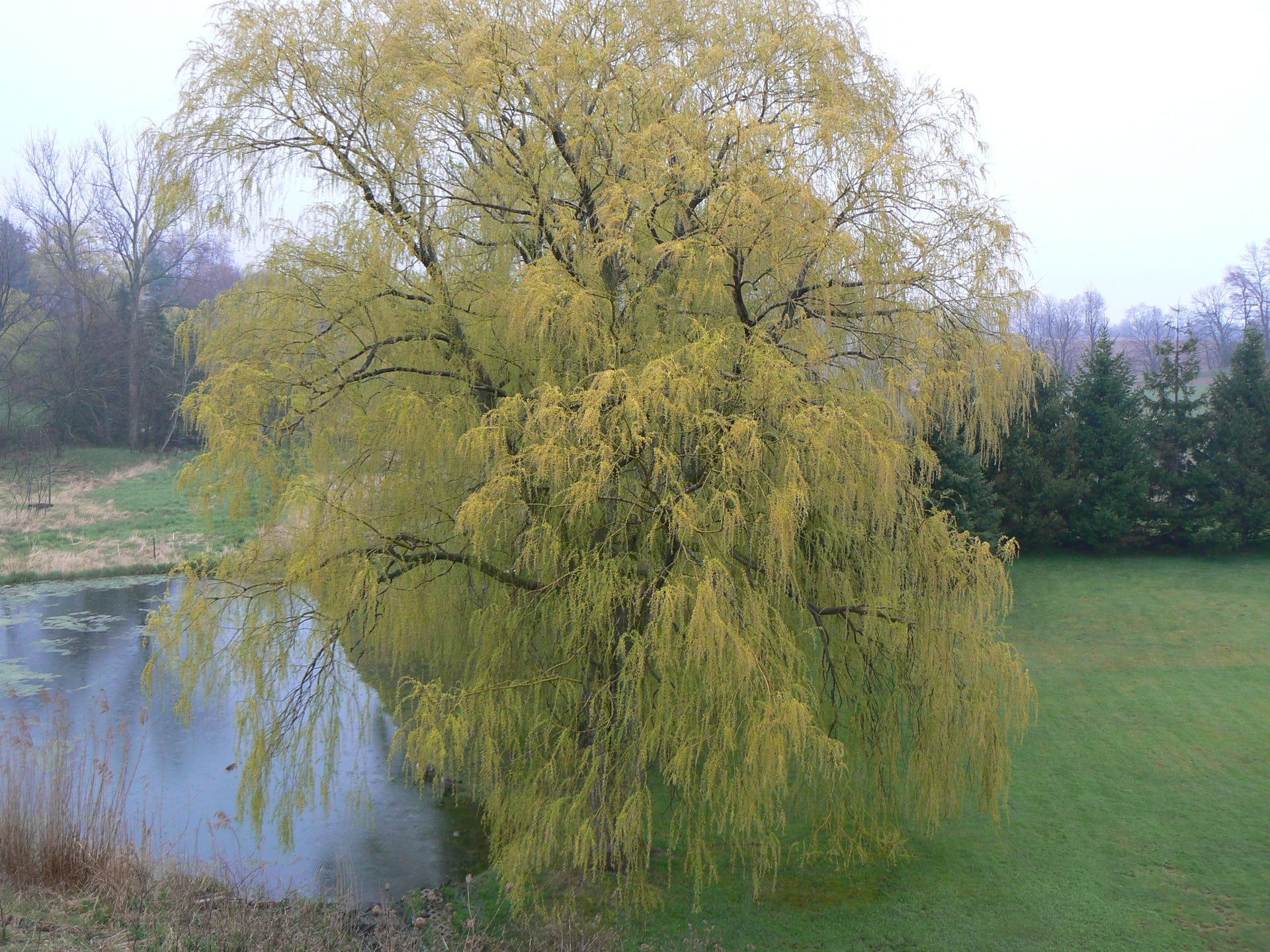 Weeping Golden Willow – GardenTap