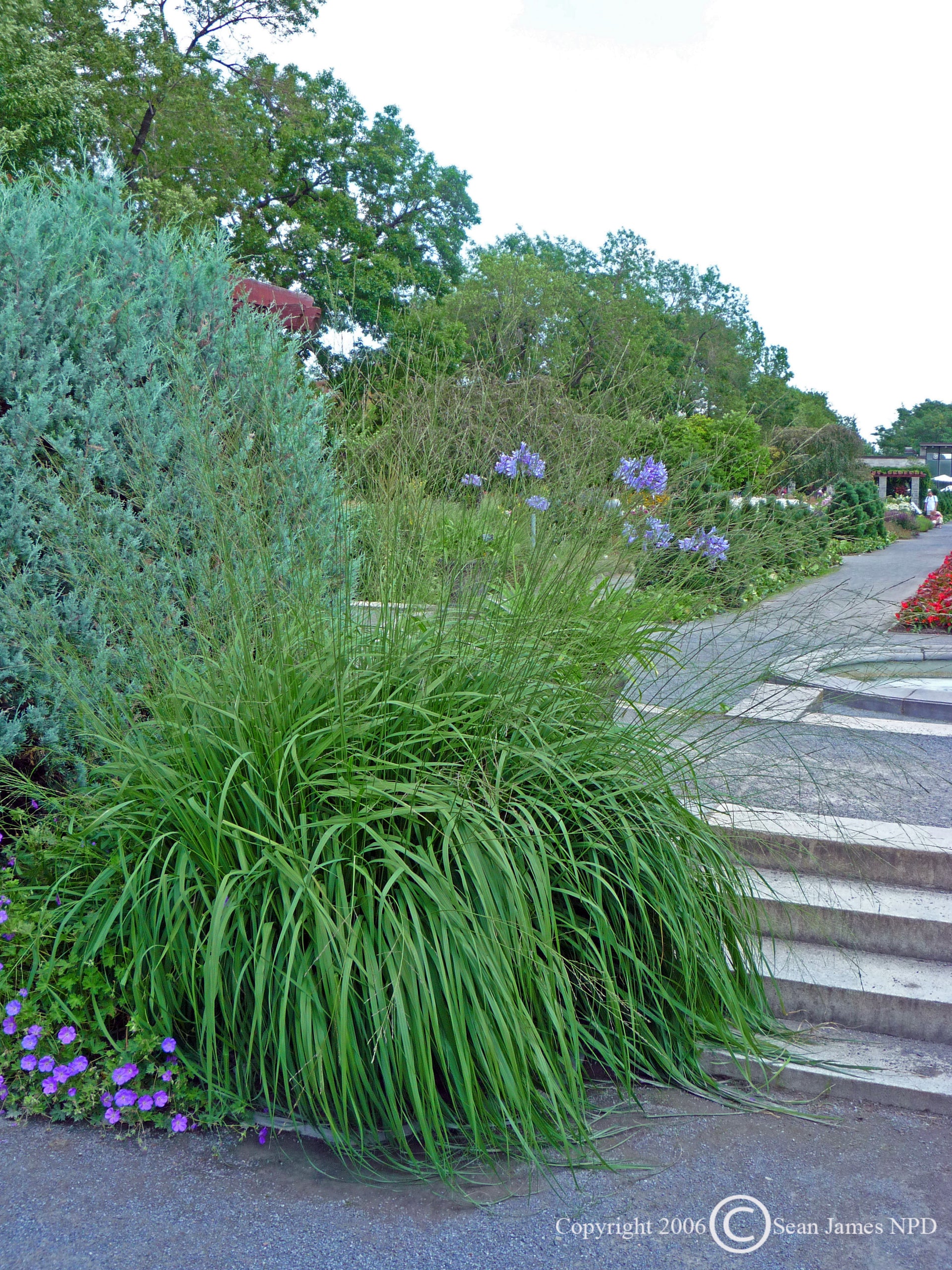 Skyracer Moor Grass – GardenTap