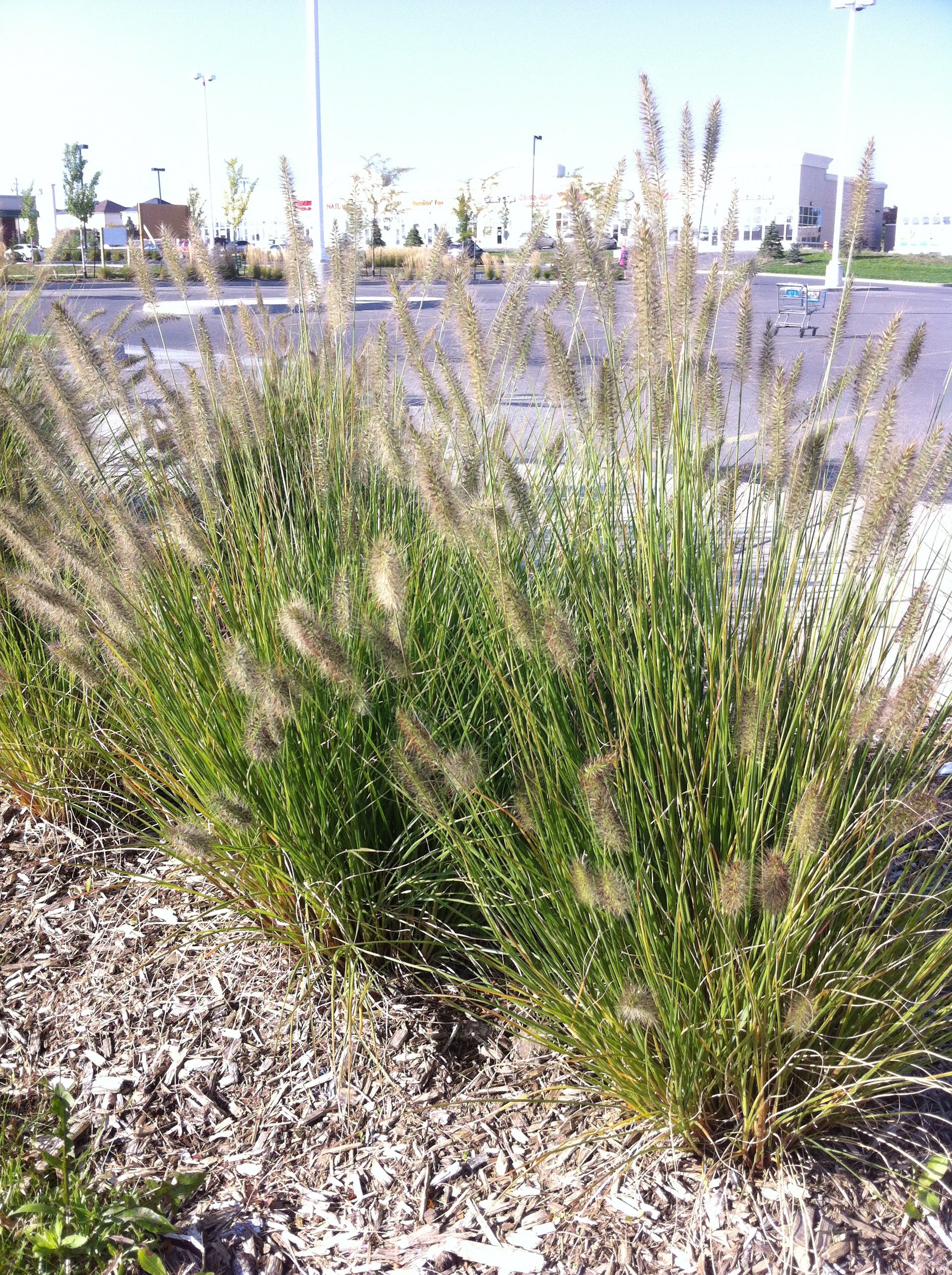Dwarf Fountain Grass – GardenTap
