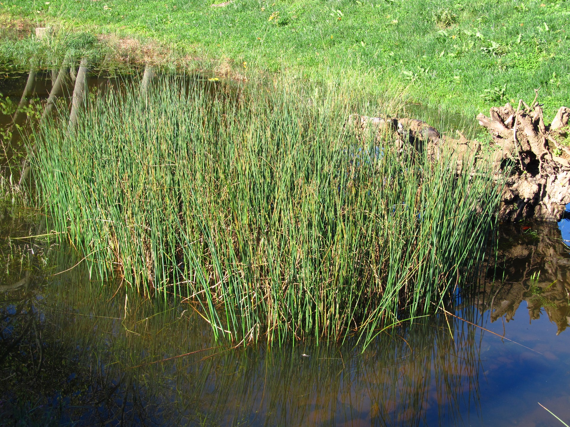 Softstem Bulrush – GardenTap