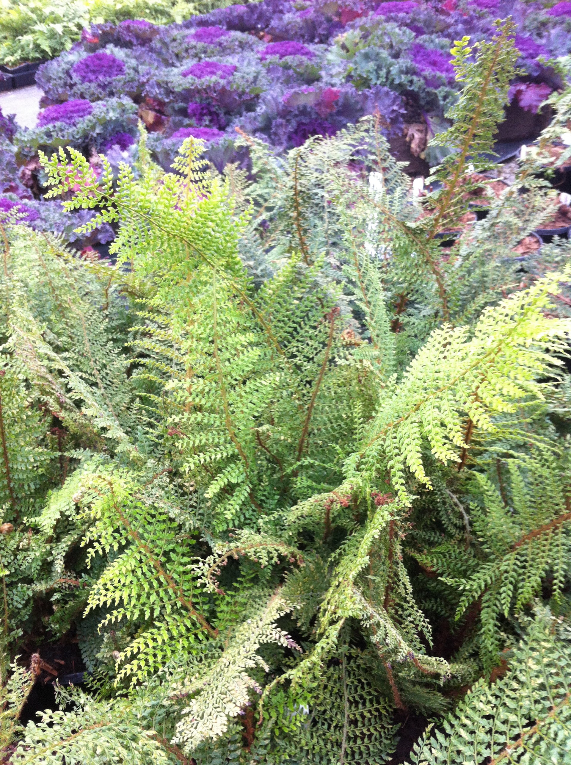Soft Shield Fern – GardenTap