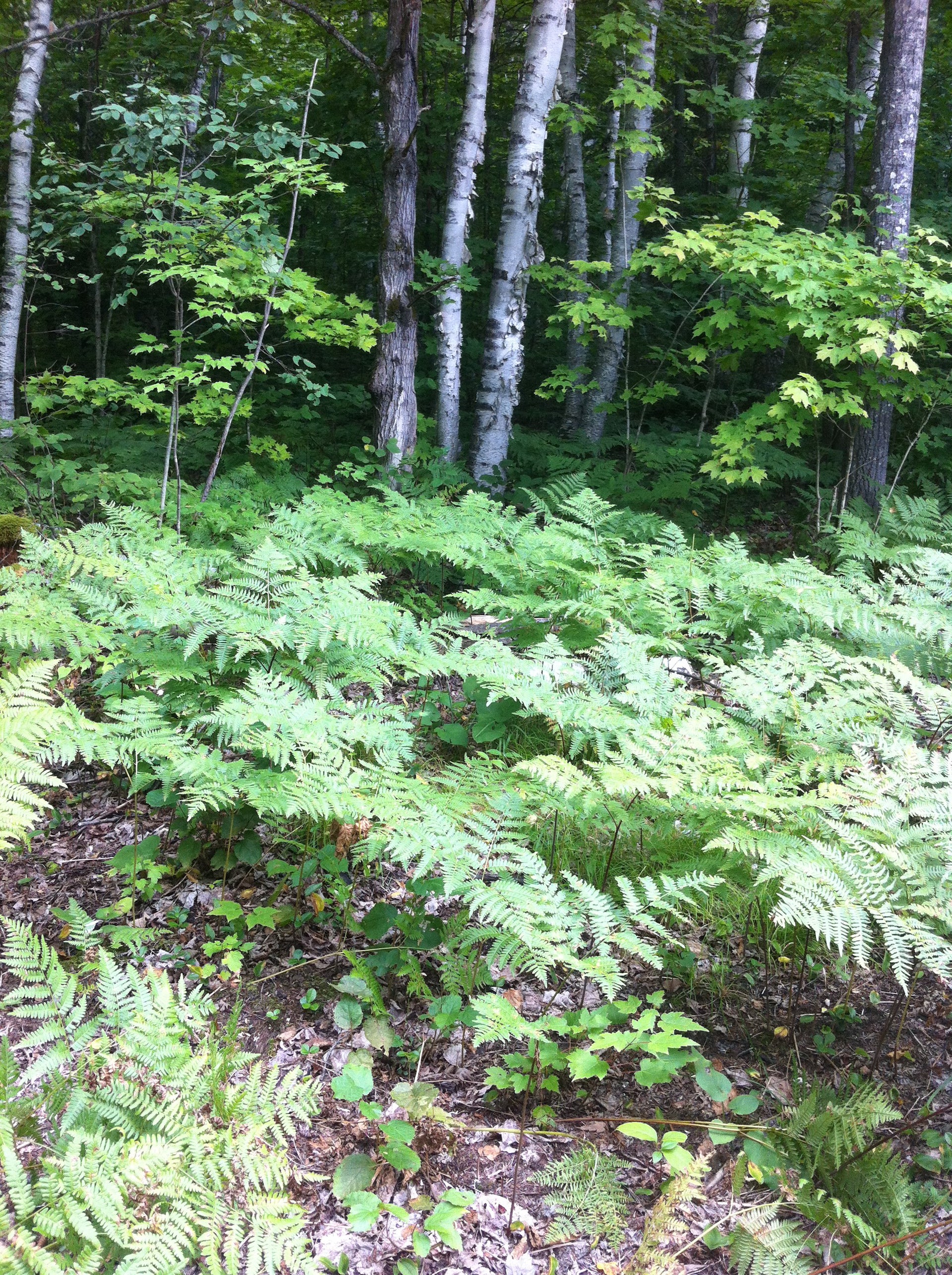 Bracken Fern – GardenTap