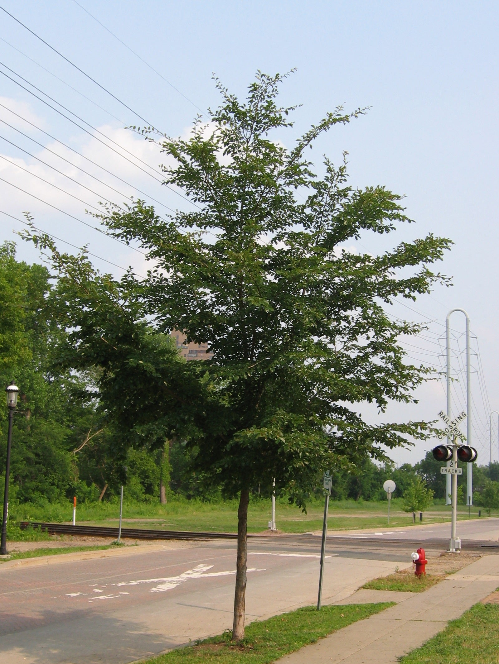 Triumph® Elm – GardenTap