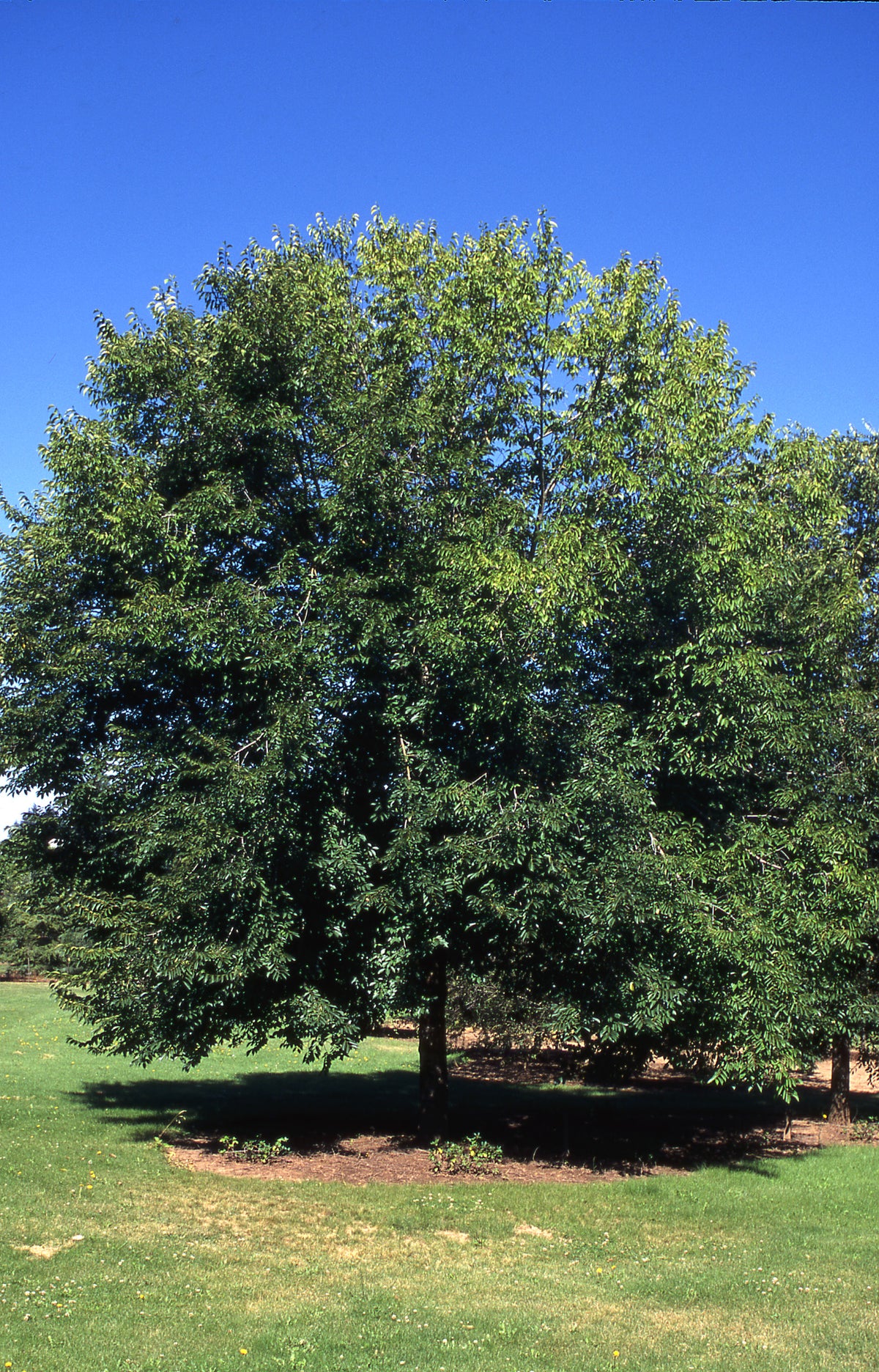 Pioneer Elm – GardenTap