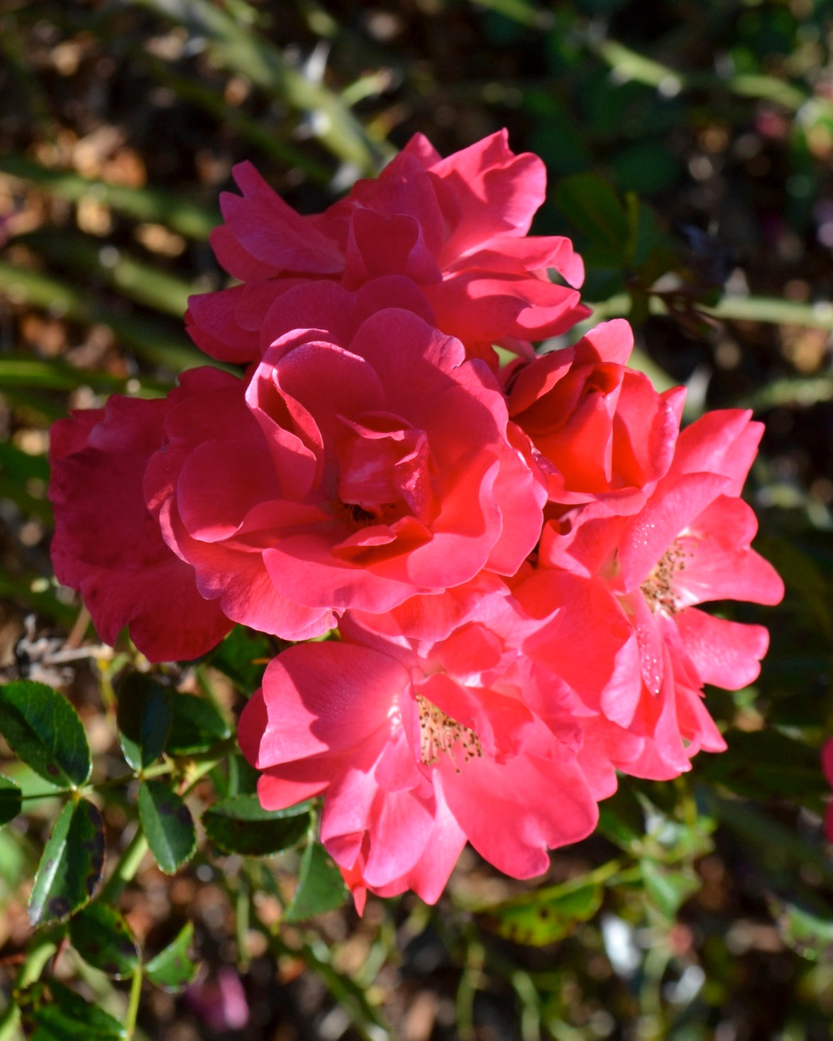 Pink Supreme Carpet Rose – GardenTap