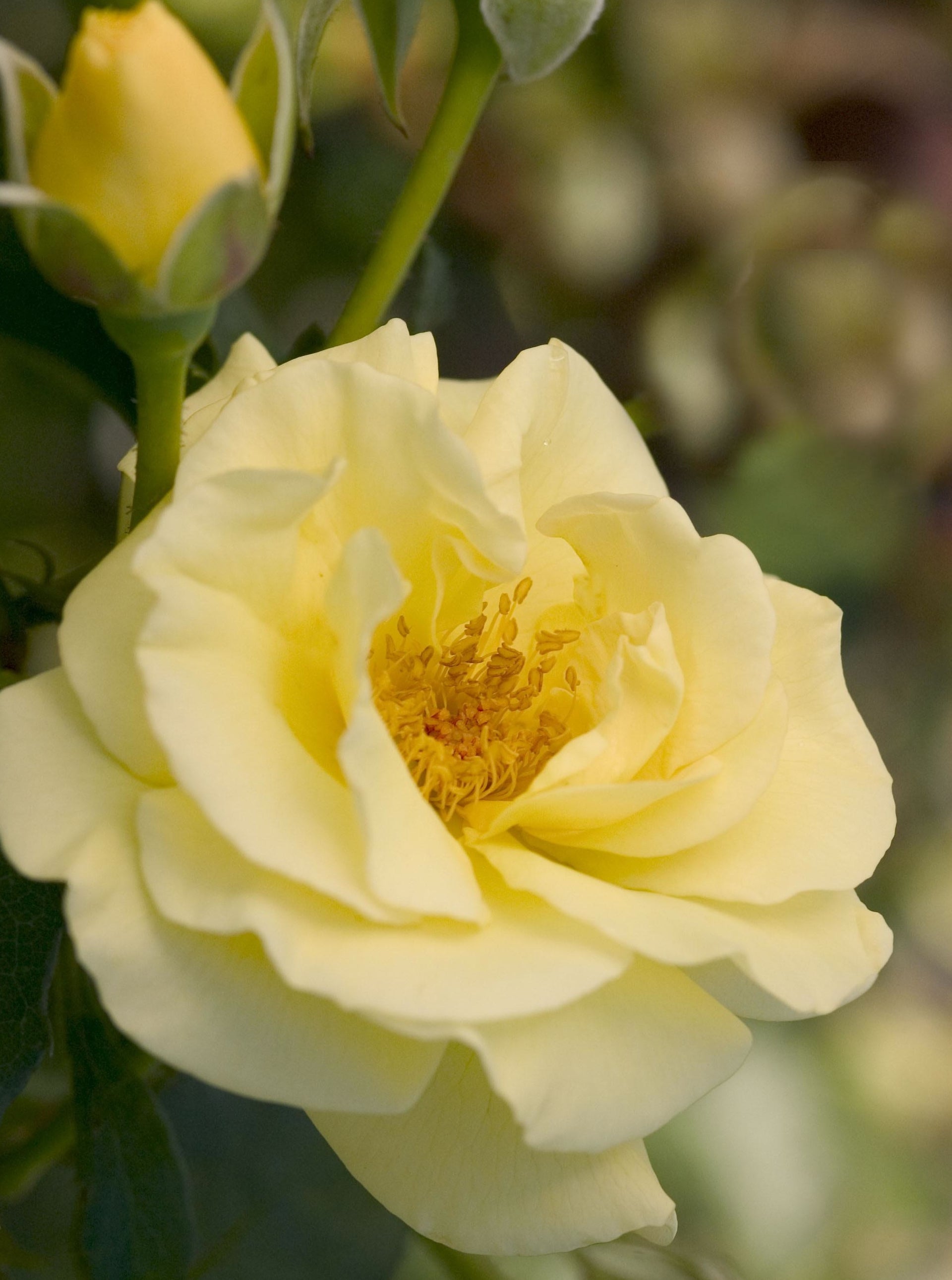 High Voltage Rose – GardenTap