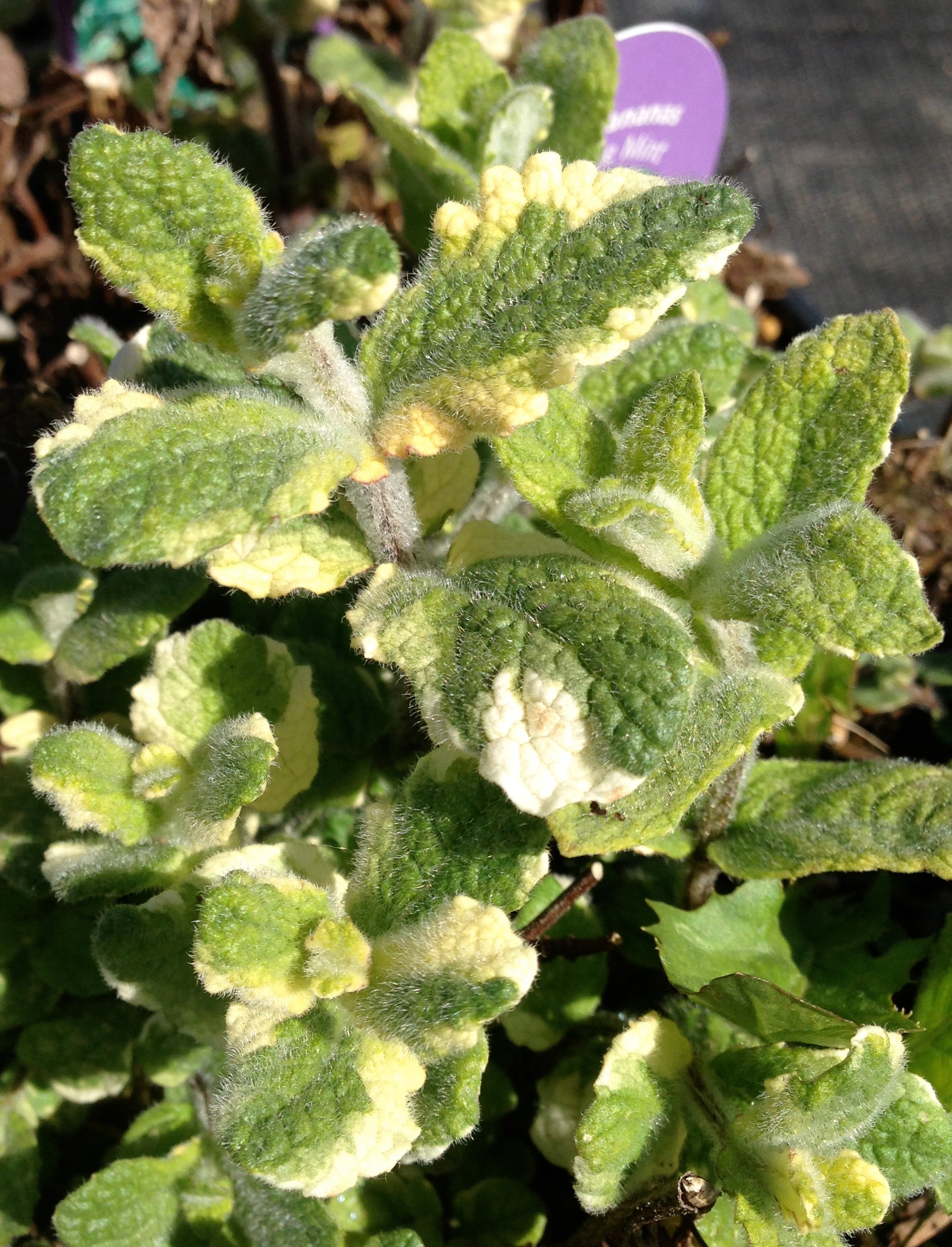 Pineapple Mint – GardenTap