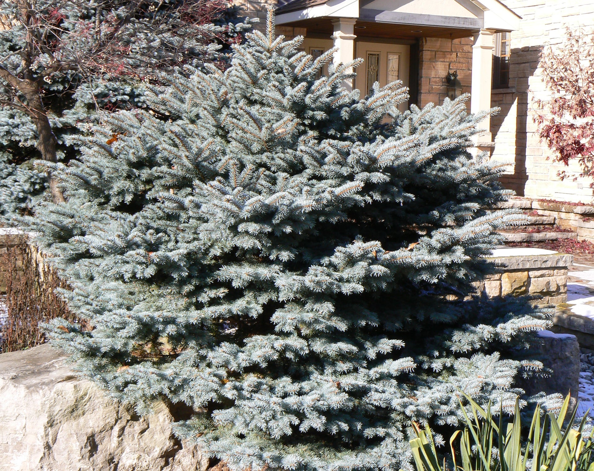 Montgomery Blue Spruce – GardenTap