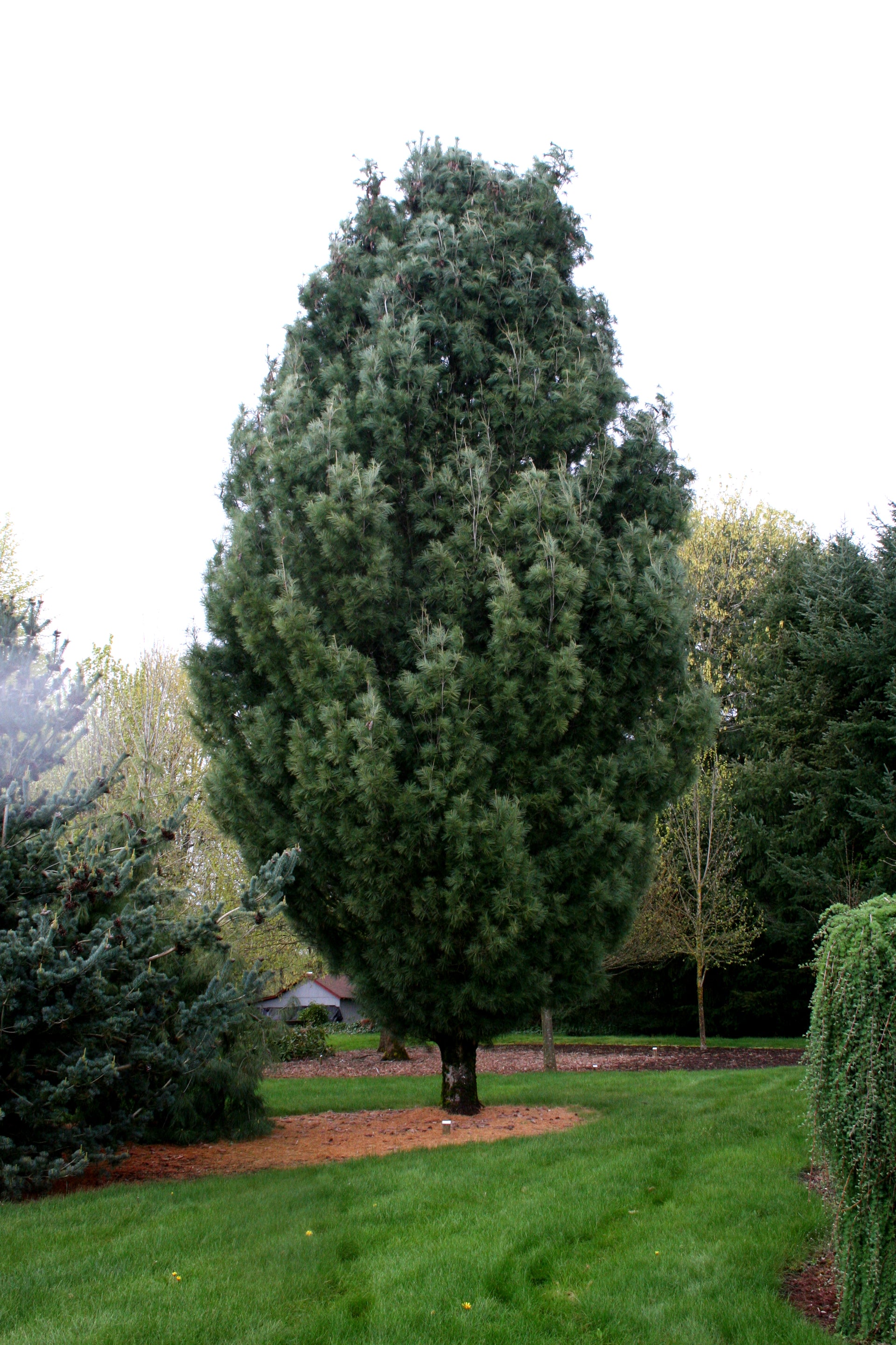 Columnar White Pine – GardenTap