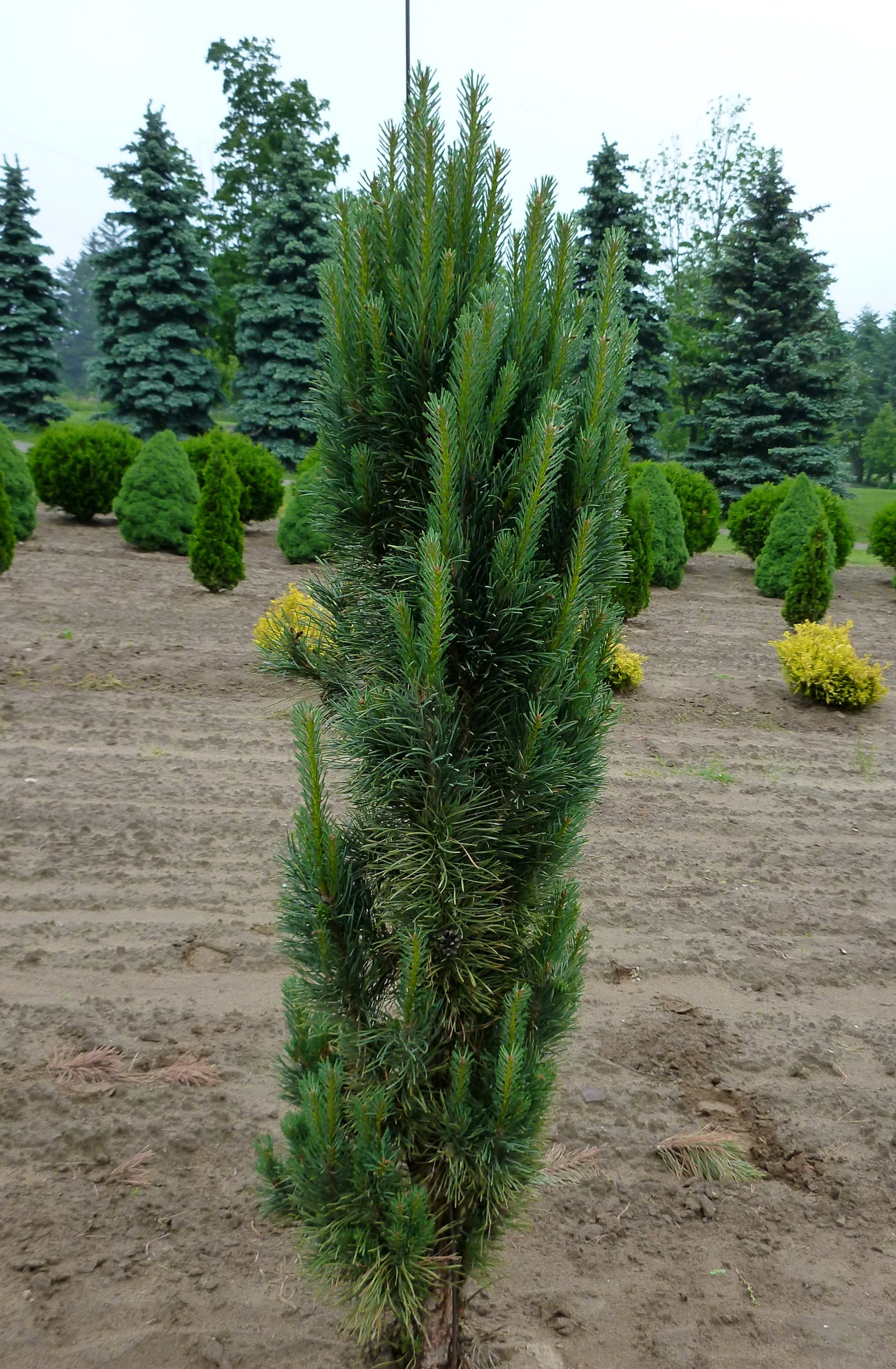 Scots Sentinel Pine – GardenTap