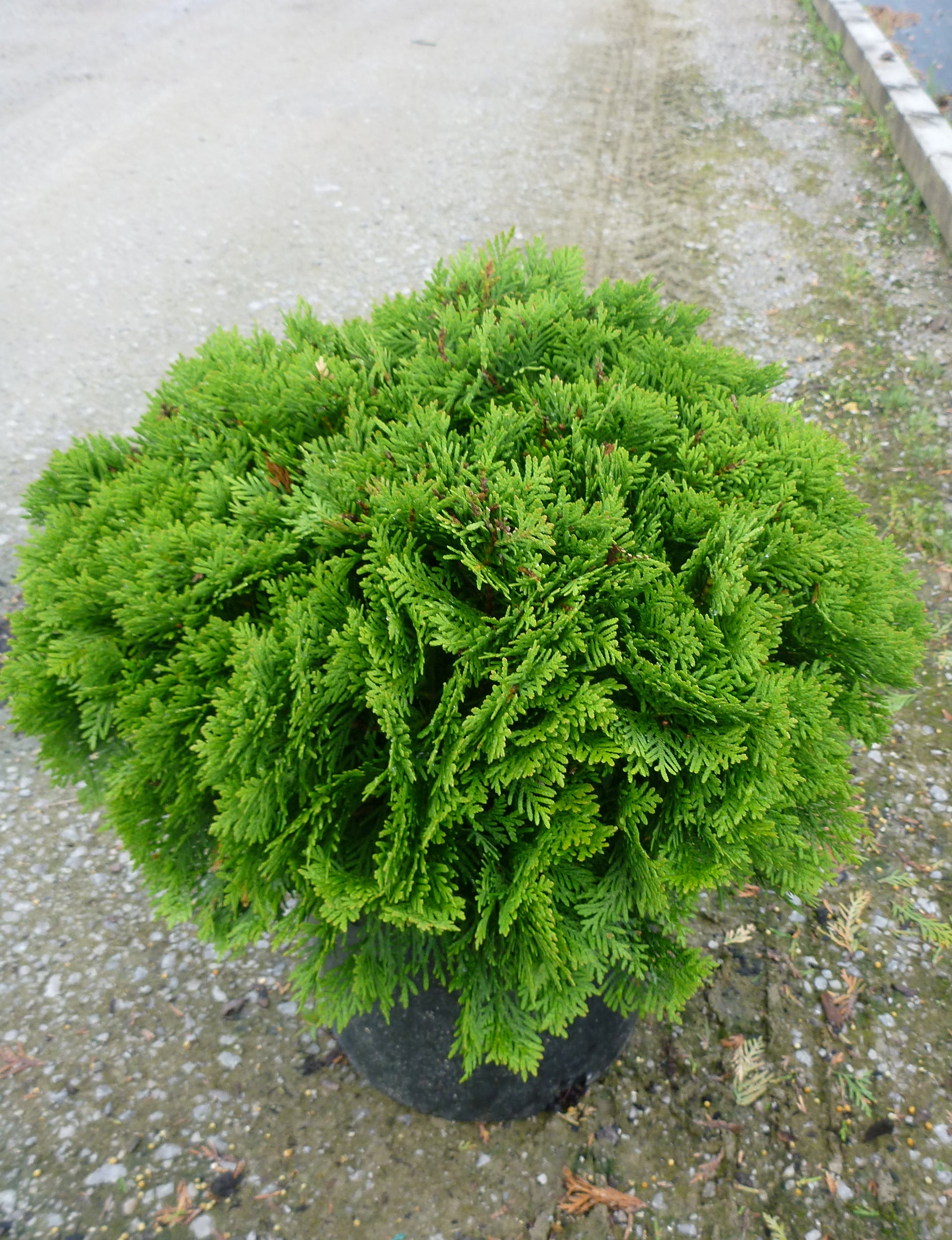 Danica Cedar – GardenTap