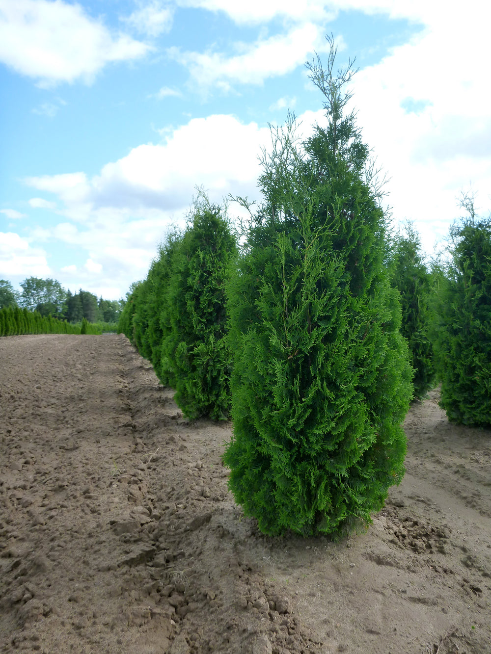 Pyramid Cedar – GardenTap