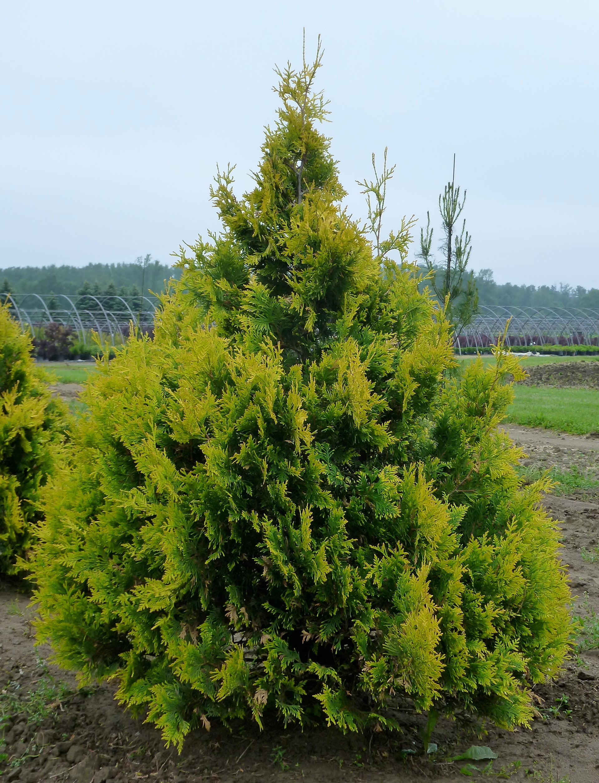 Sunkist Cedar – GardenTap