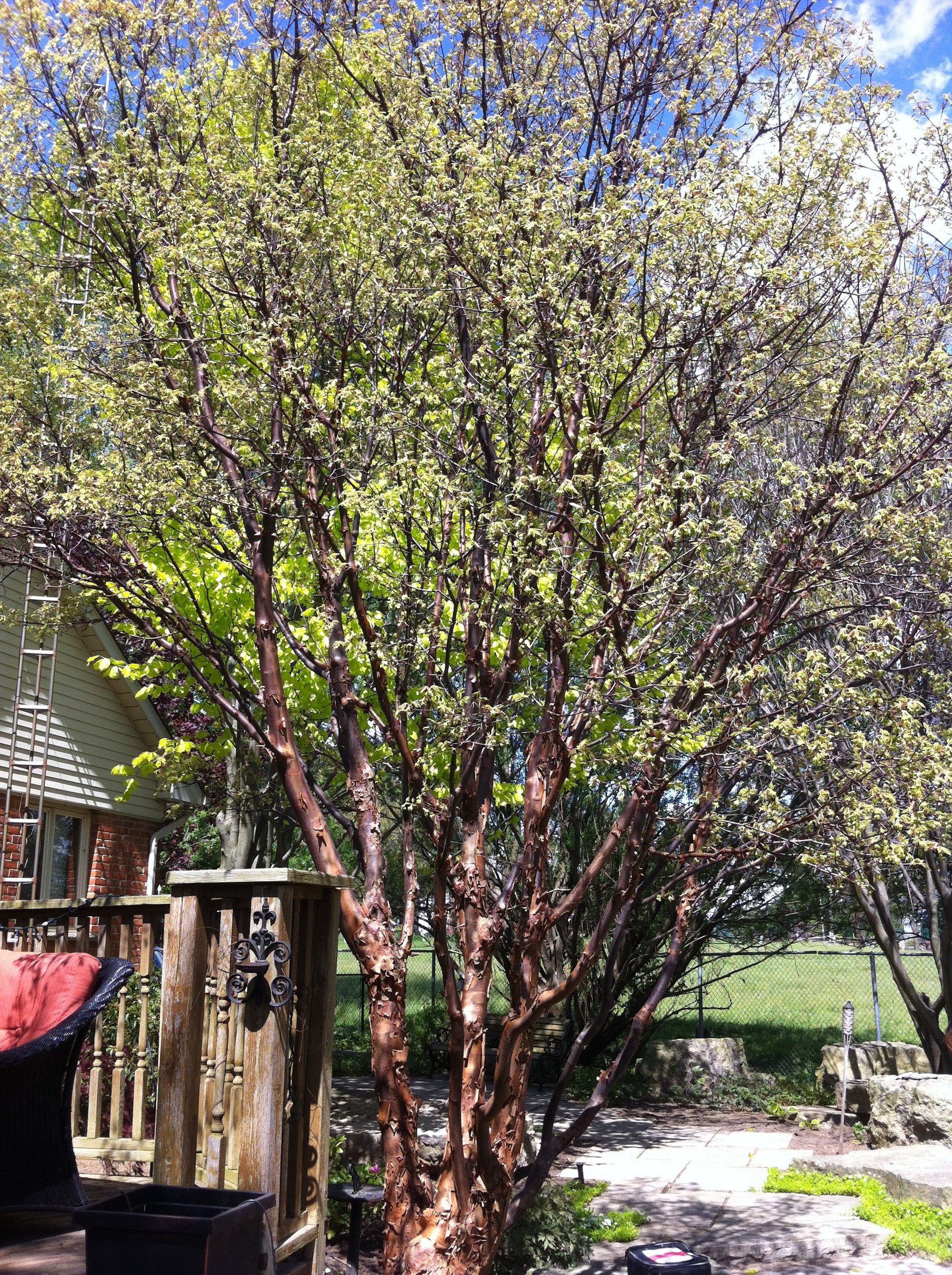 Paperbark Maple – GardenTap