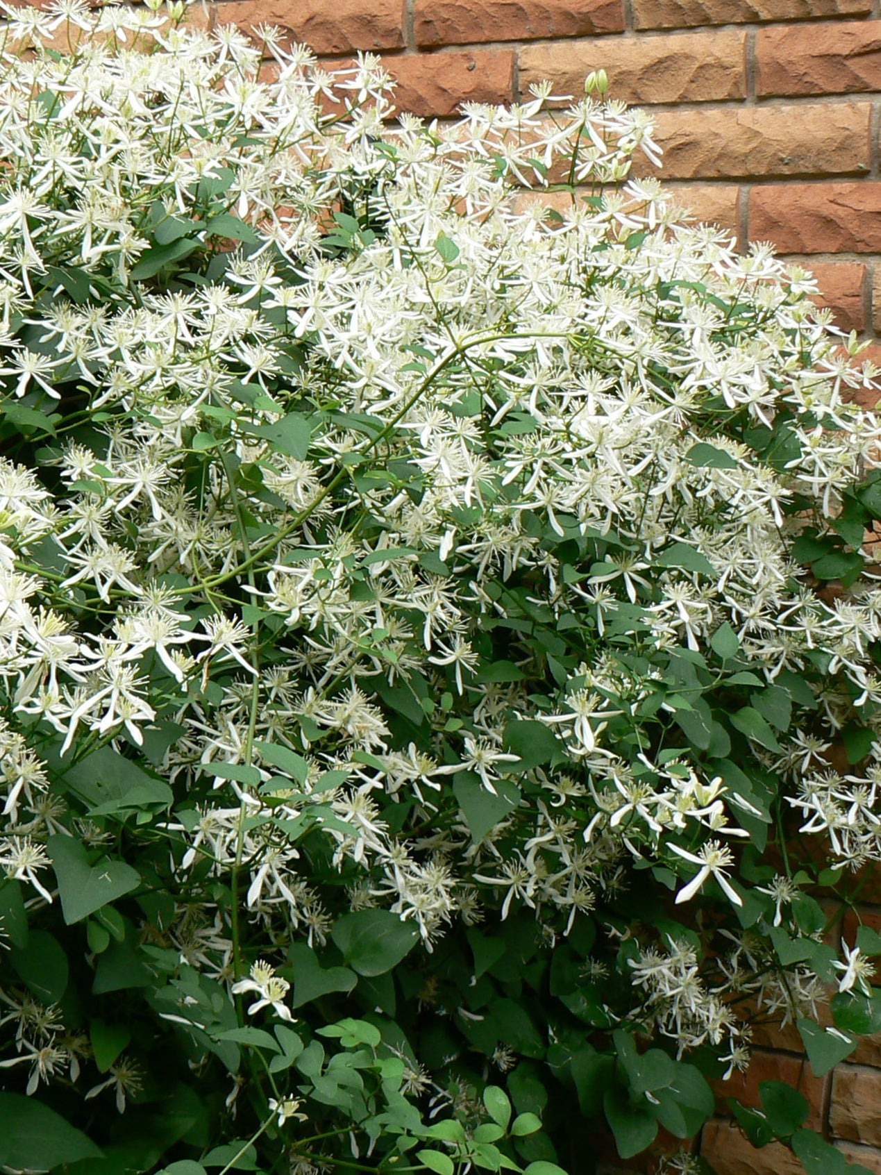 Sweet Autumn Clematis – GardenTap