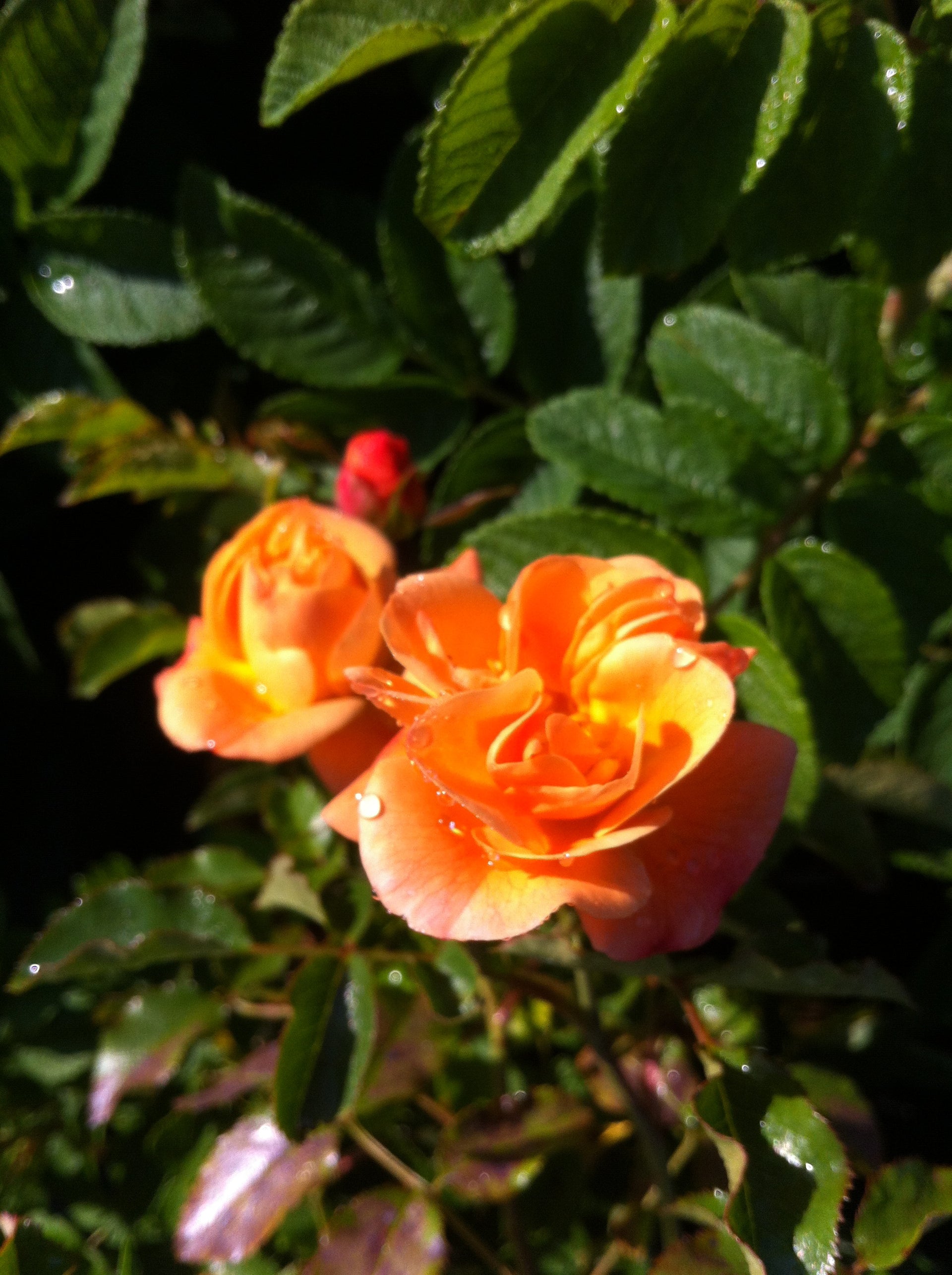 Amber Carpet Rose – GardenTap