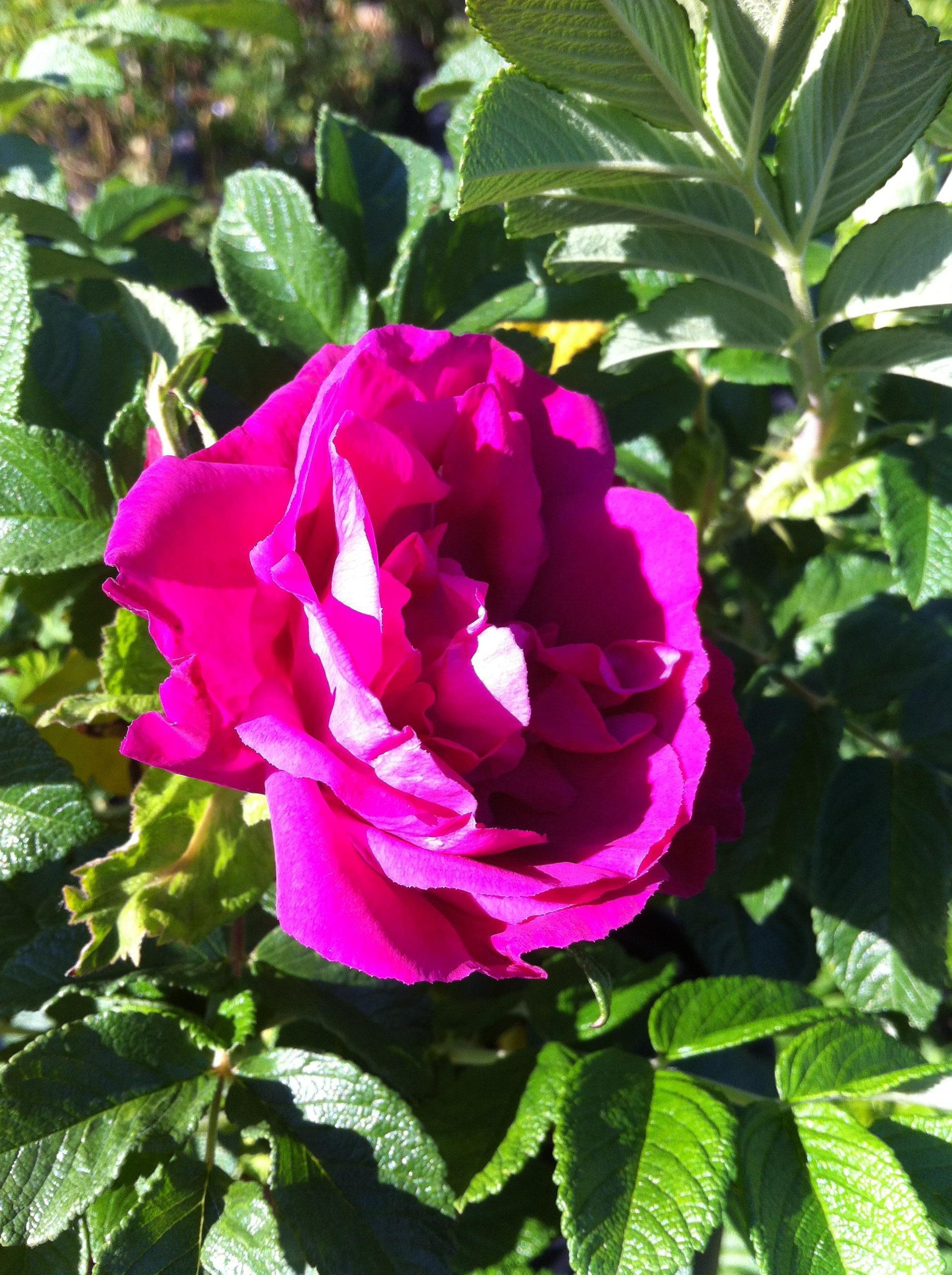 Scarlet Pavement Rose – GardenTap