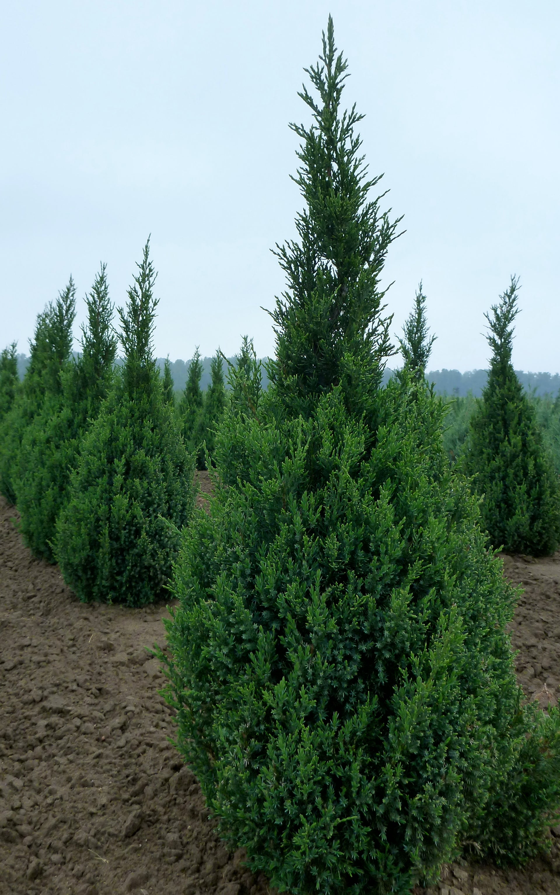 Juniperus Chinensis Perfecta Juniperus Chinensis 'Perfecta' Chinese