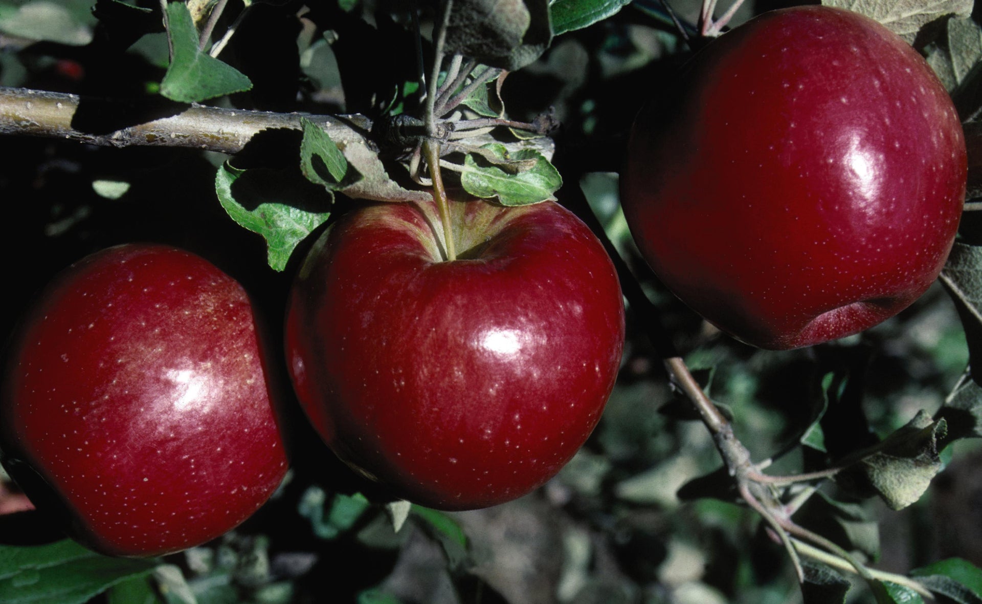 Sweet Sixteen Apple – GardenTap