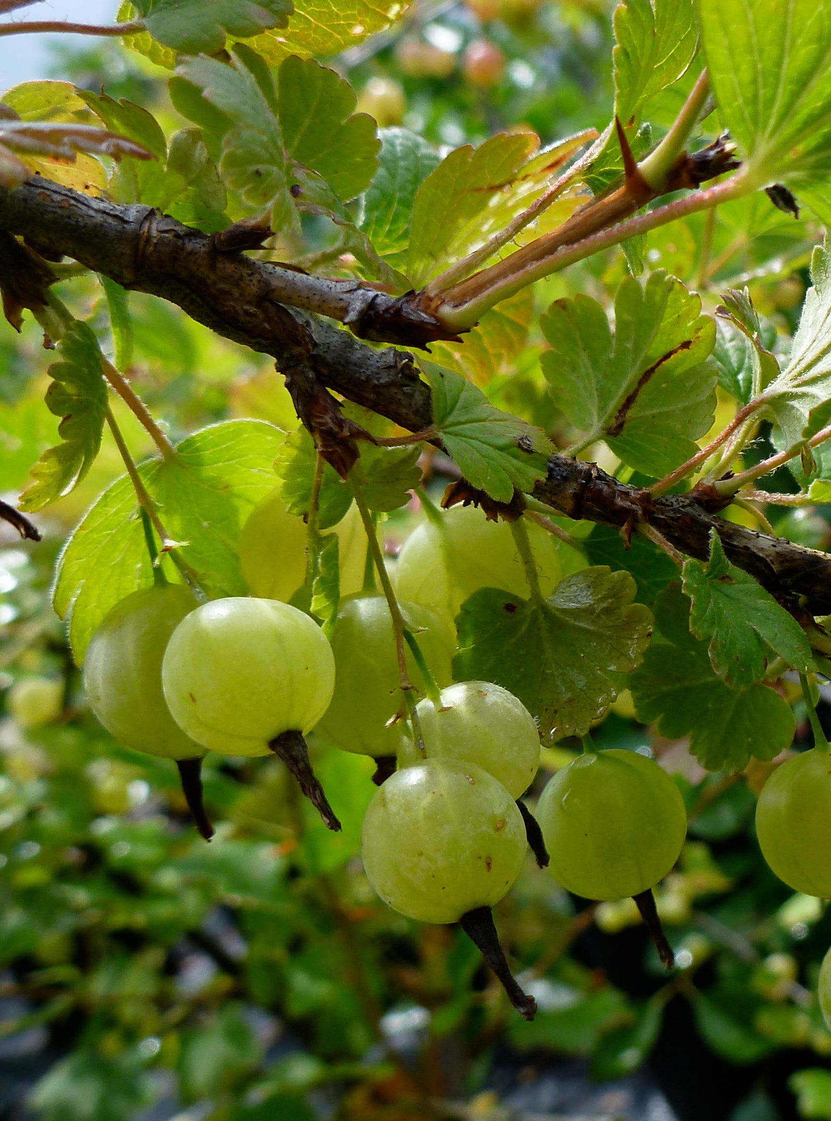 Gooseberry – GardenTap