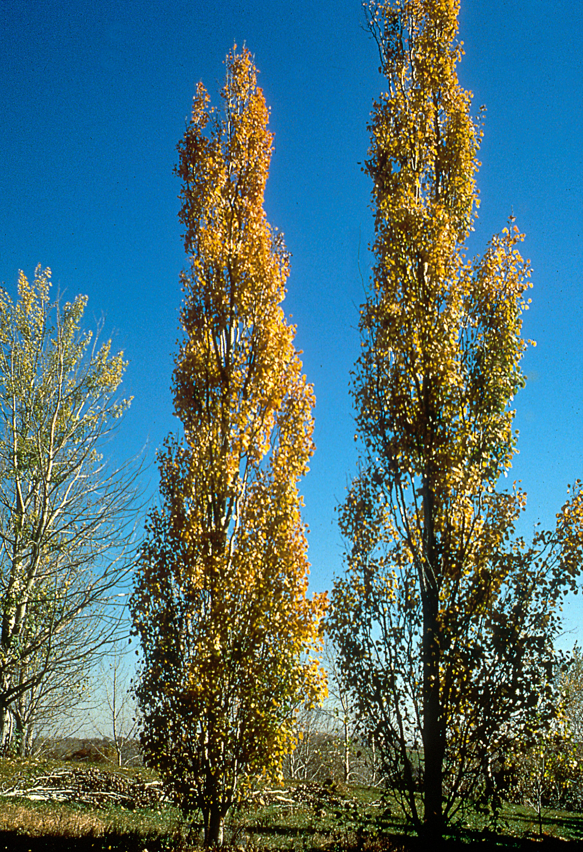 Swedish Upright Aspen – GardenTap